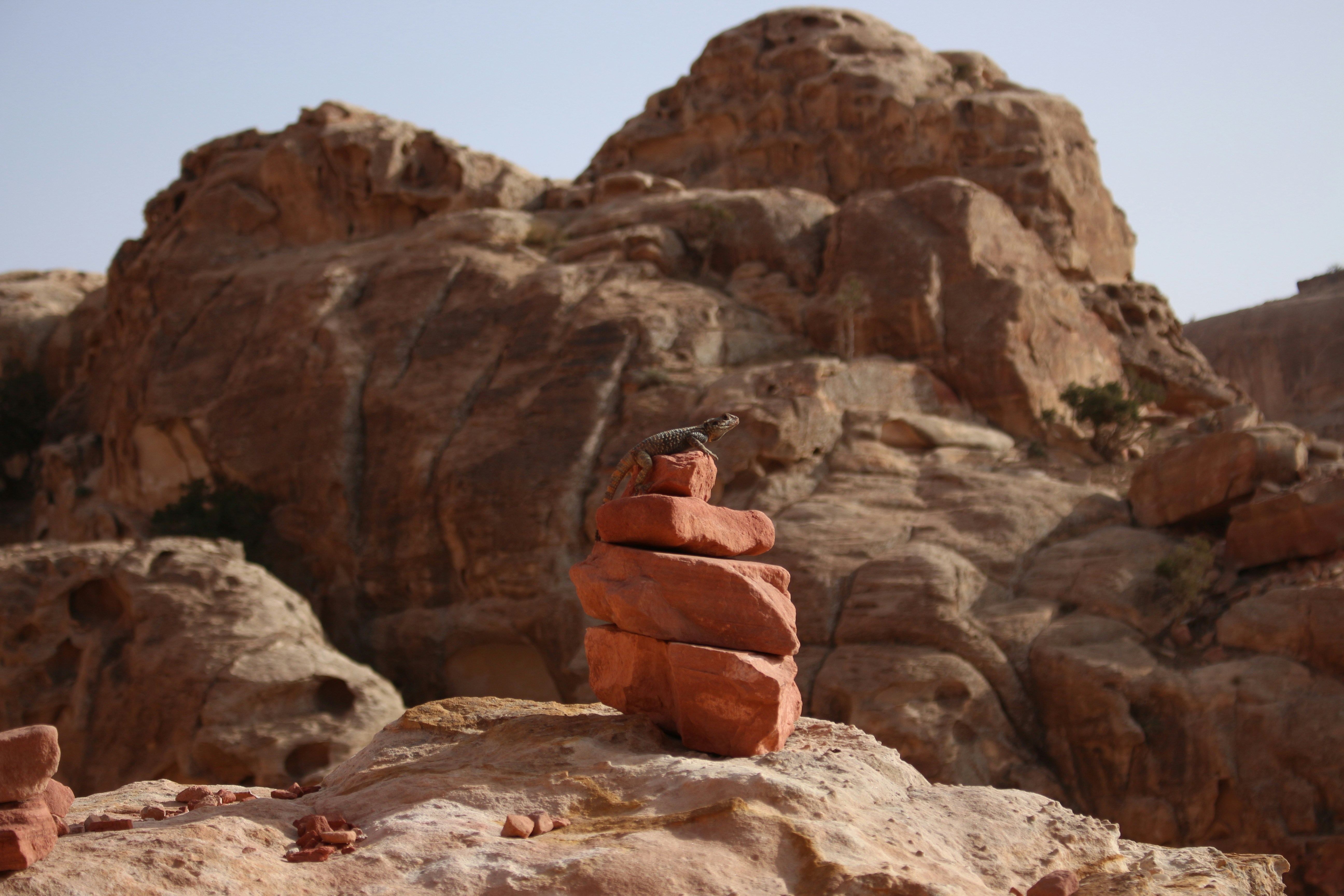 Desert Sentinel on Red Rock Perch