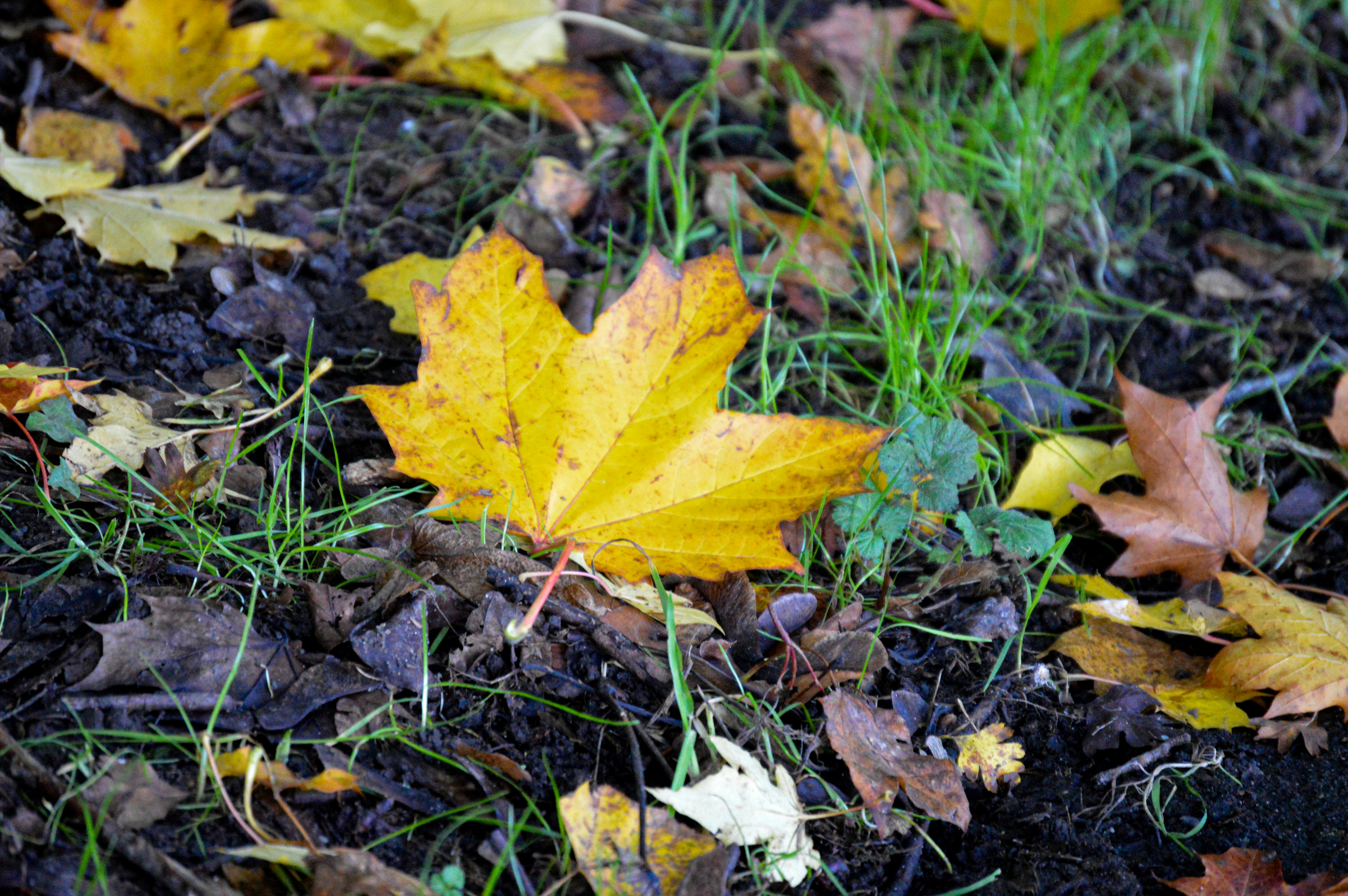 Gold Maple Leaf Resting on Damp Soil Amid Thin Grass Threads
