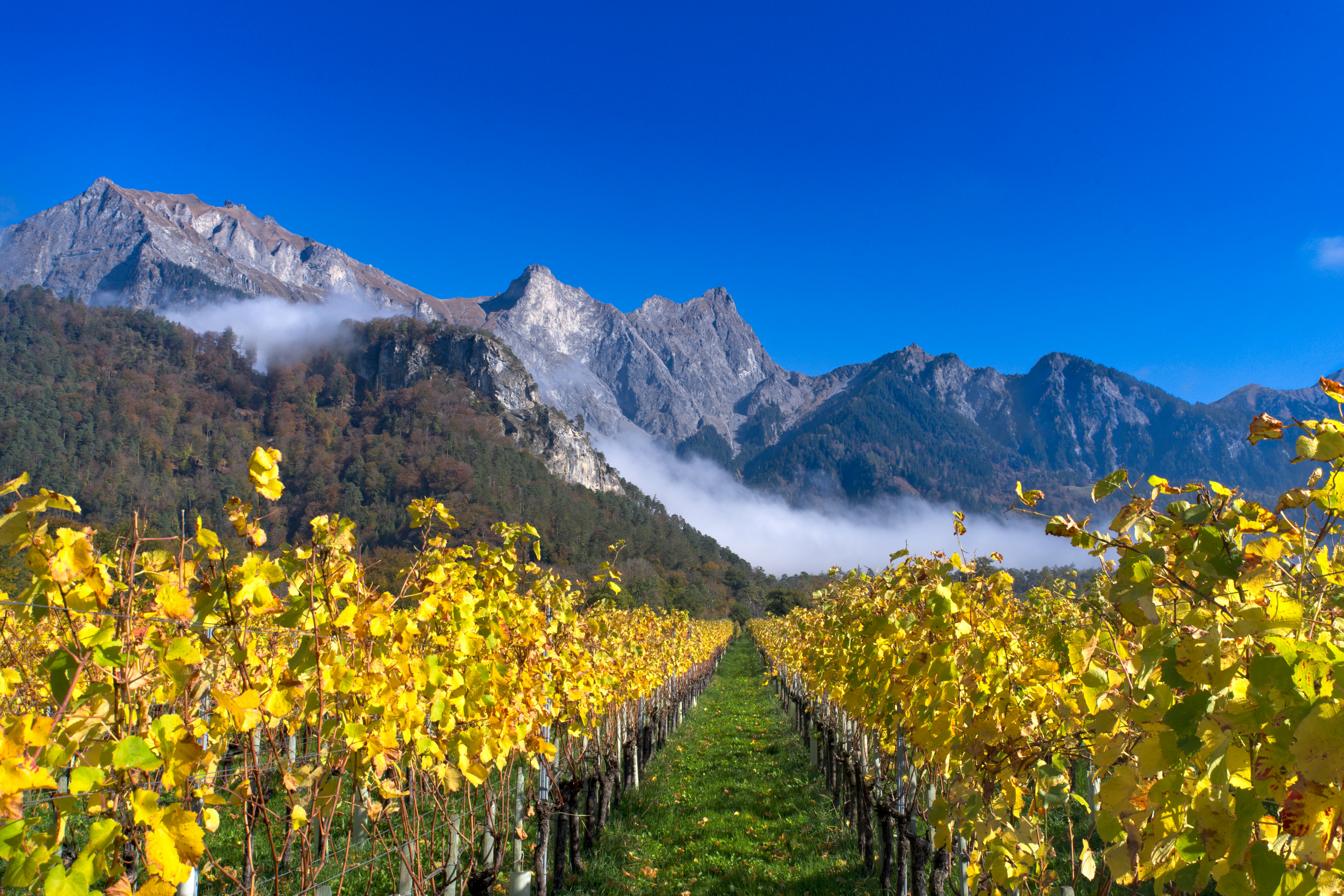 Vibrant yellow vineyard rows stretch towards towering mountains under a clear blue sky.