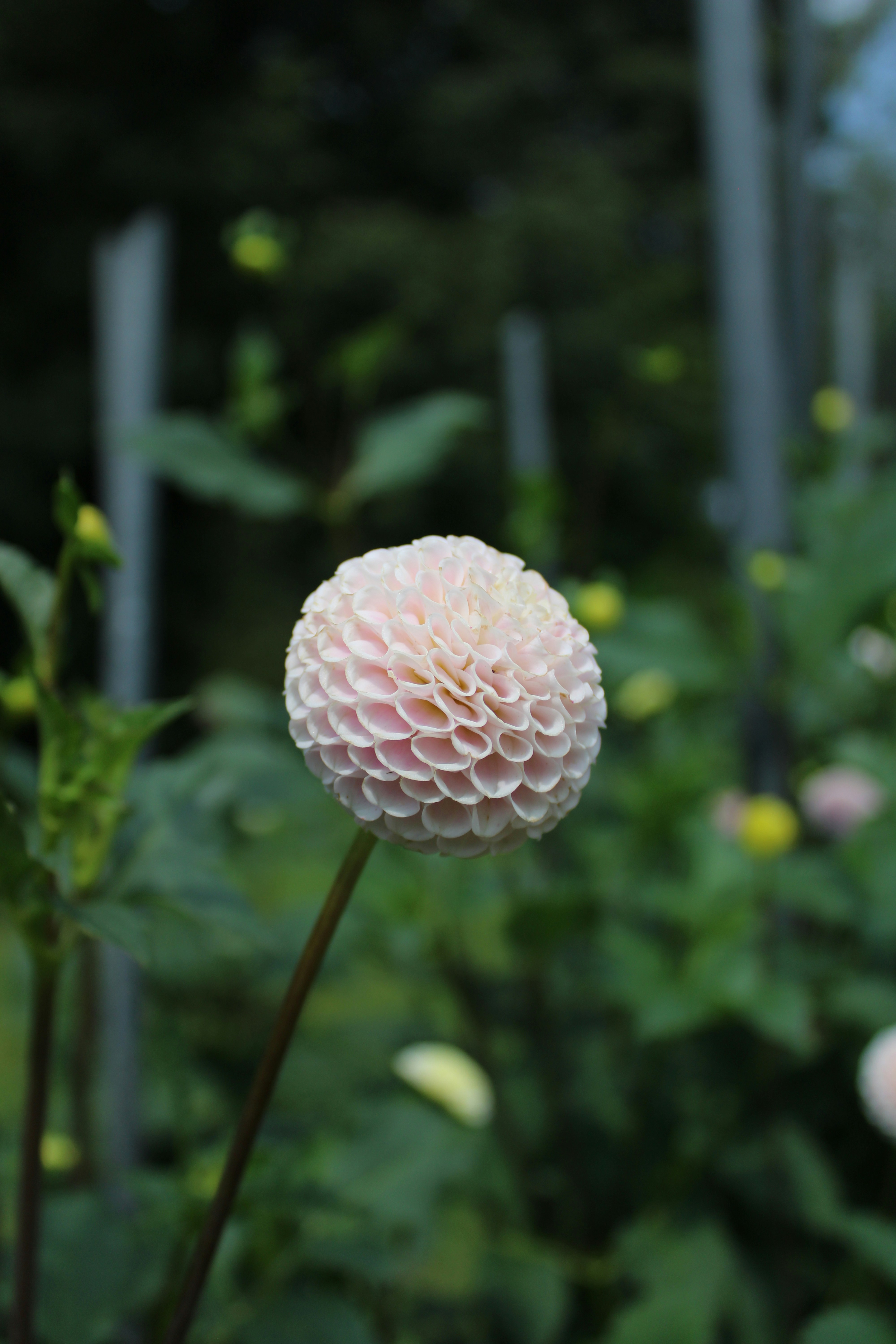 Powder-Pink Dahlia: Geometry in a Quiet Garden