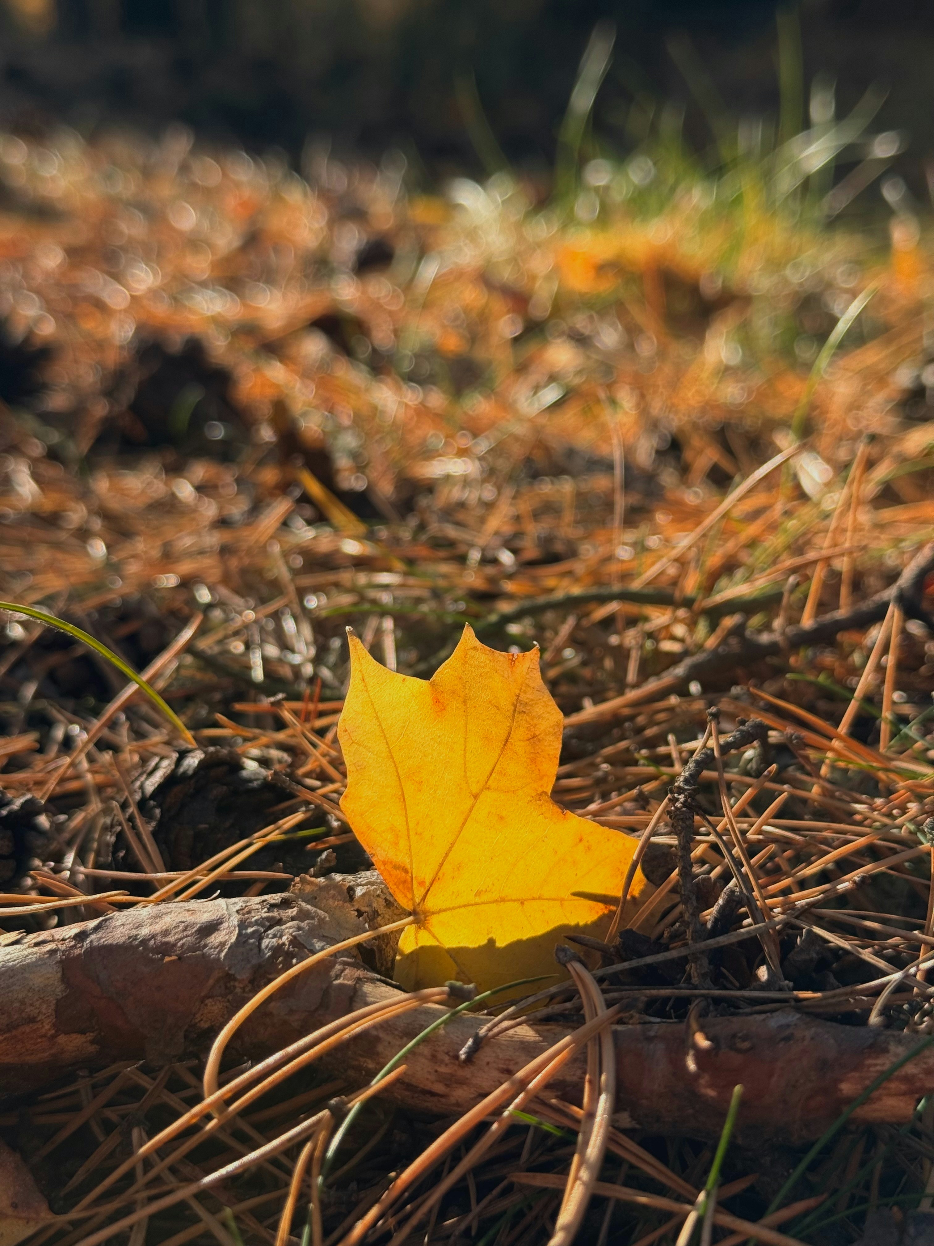 Golden Leaf Amidst Nature's Carpet