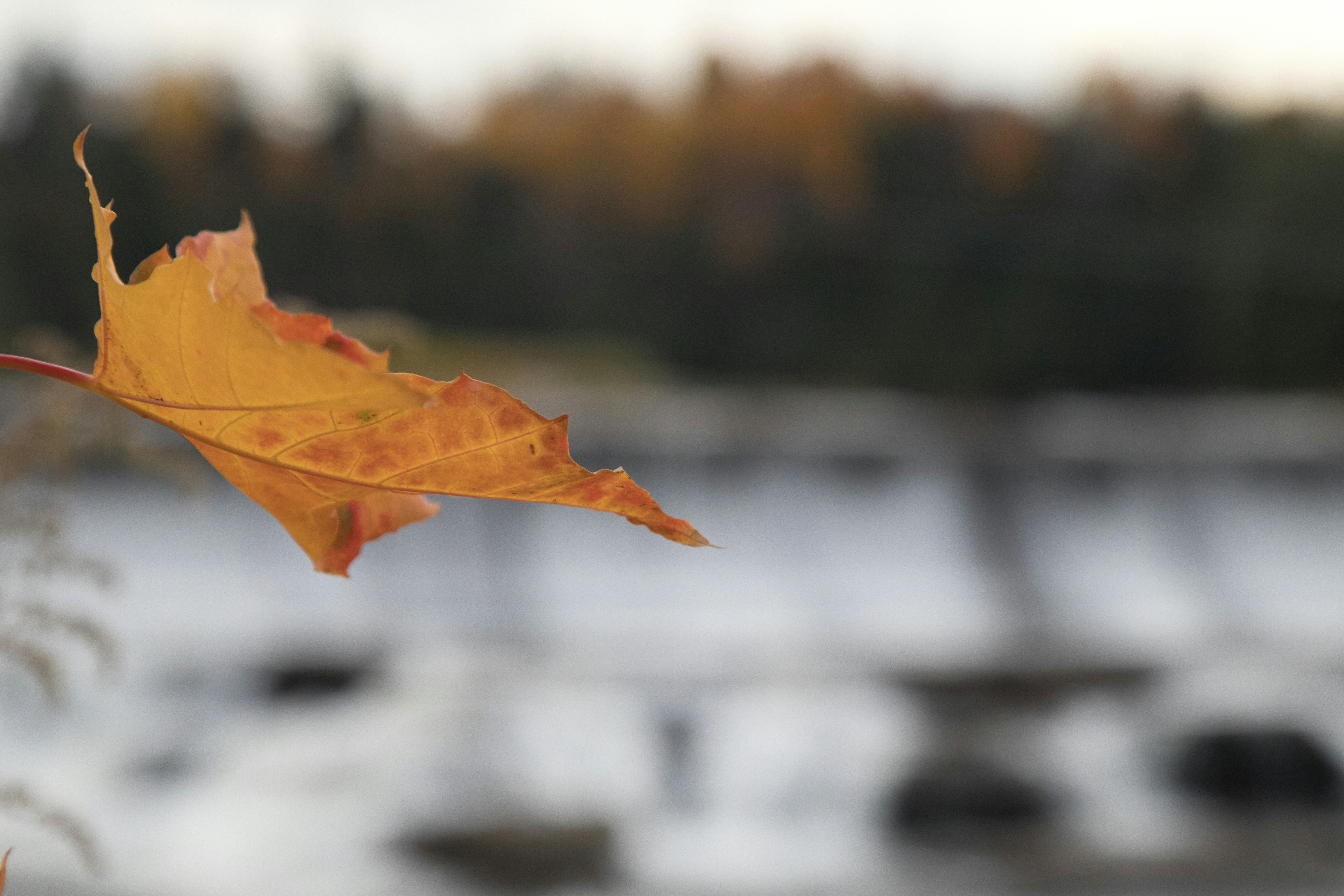 Autumn's Whisper: A Leaf's Journey