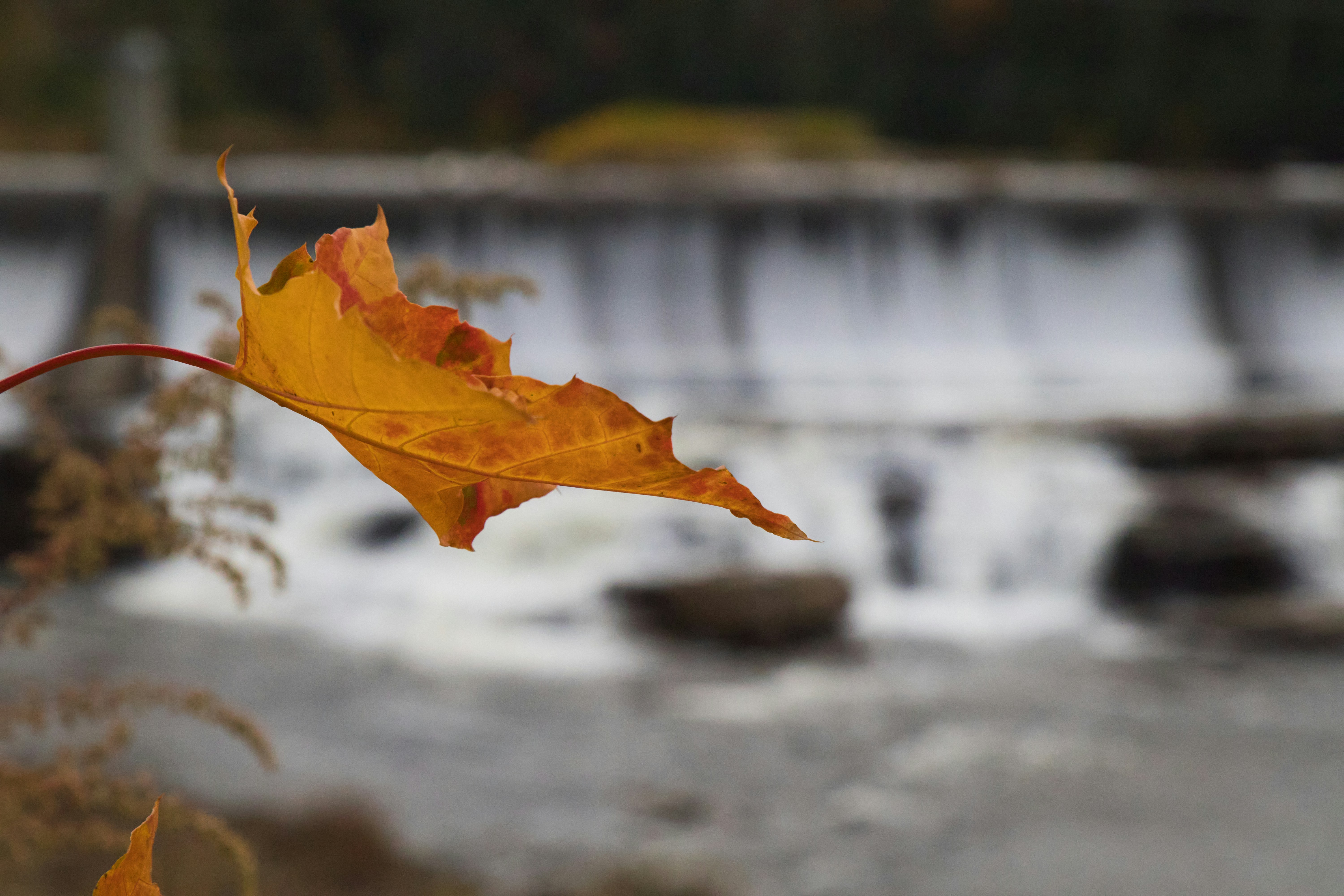 Autumn Leaf in Focus Above a Calm River Mist
