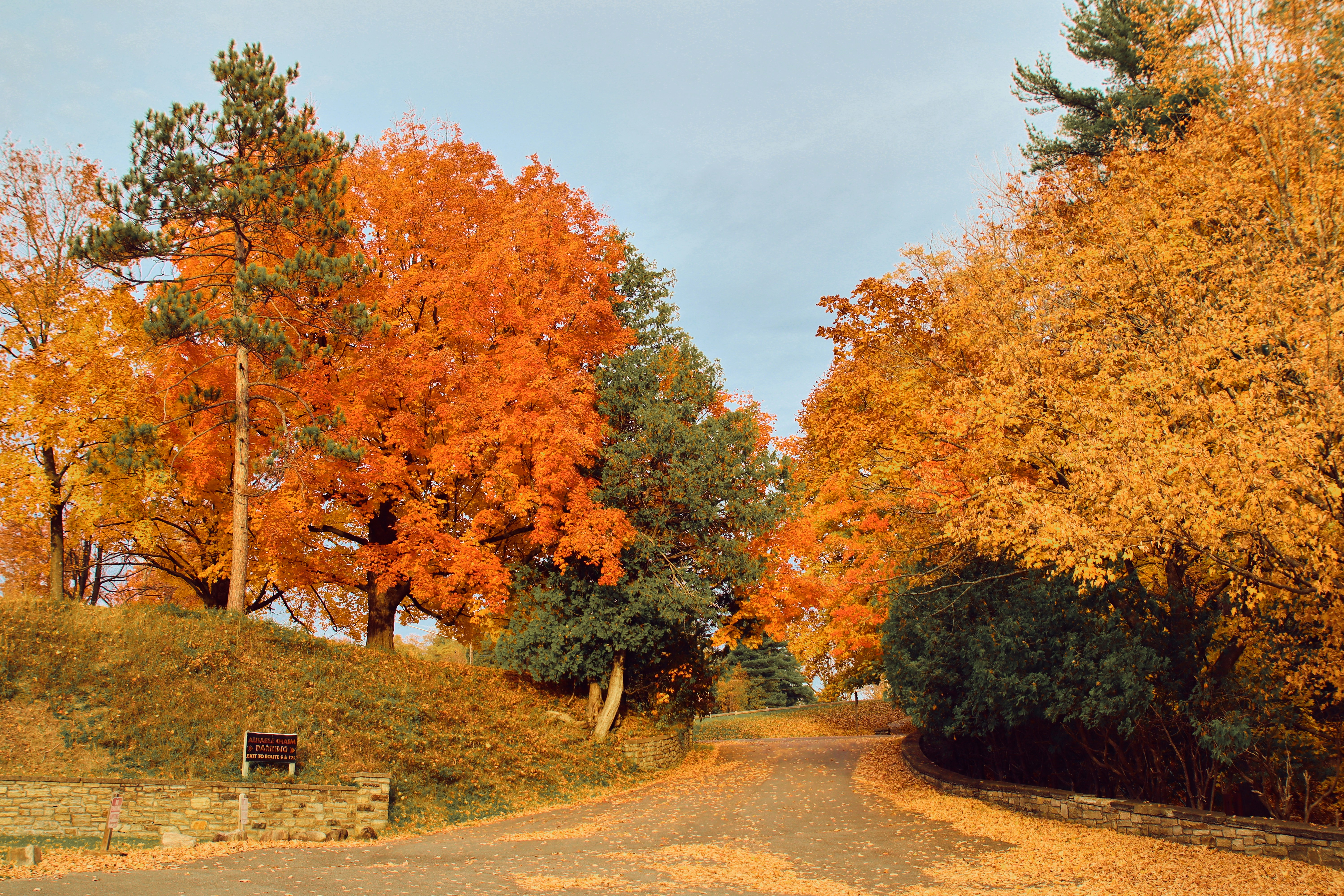 Autumn park road lined with vibrant orange and gold trees, leaves carpeting the path with a bench visible on the left. The scene captures a tranquil fall moment along a winding lane.