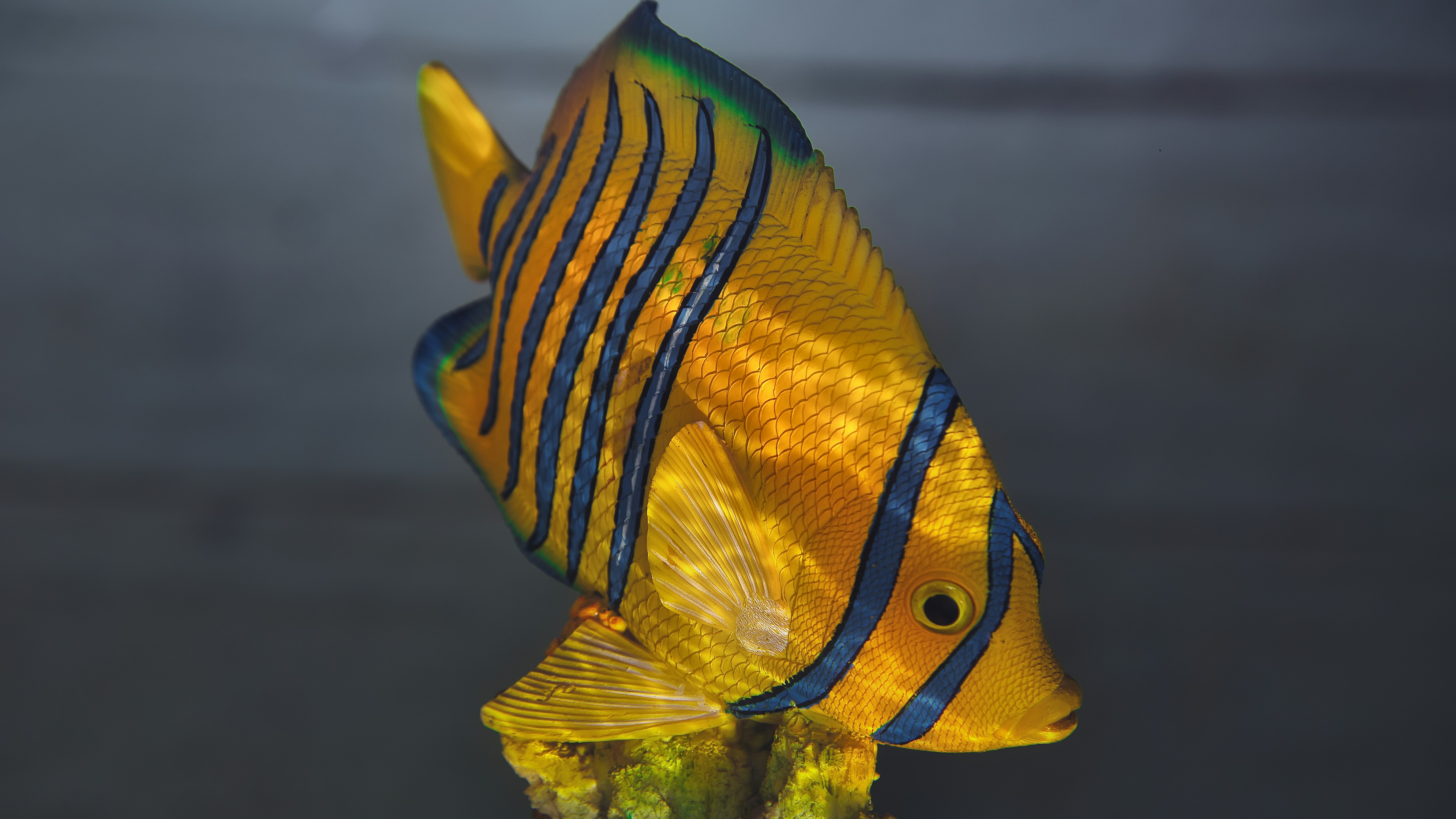 Neon Stripes in a Quiet Reef: The Yellow Angelfish's Electric Dance