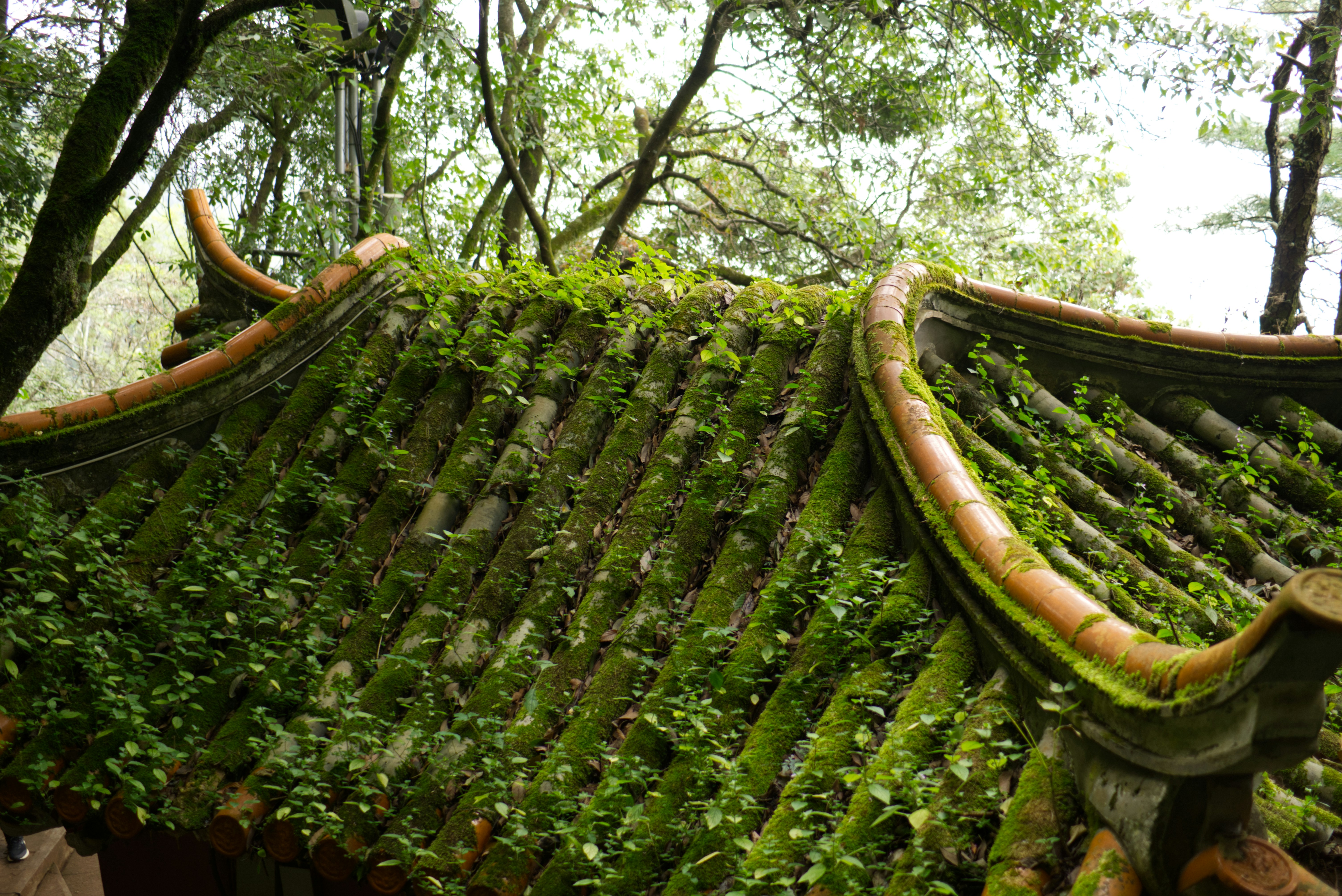 Verdant Roof Ridges: Moss-Clad Tiles of a Time-Worn Pavilion