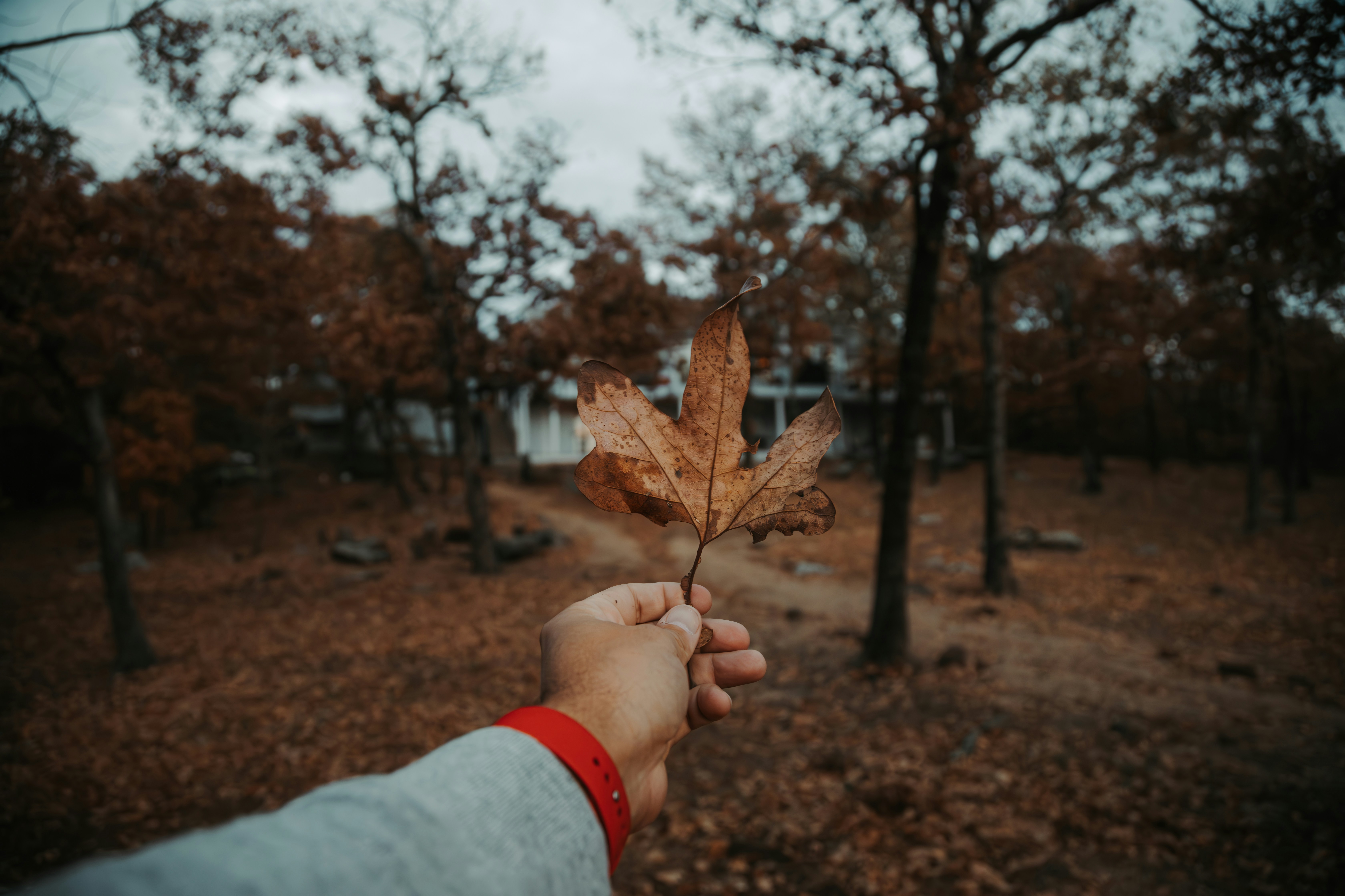 Maple leaf in Oklahoma