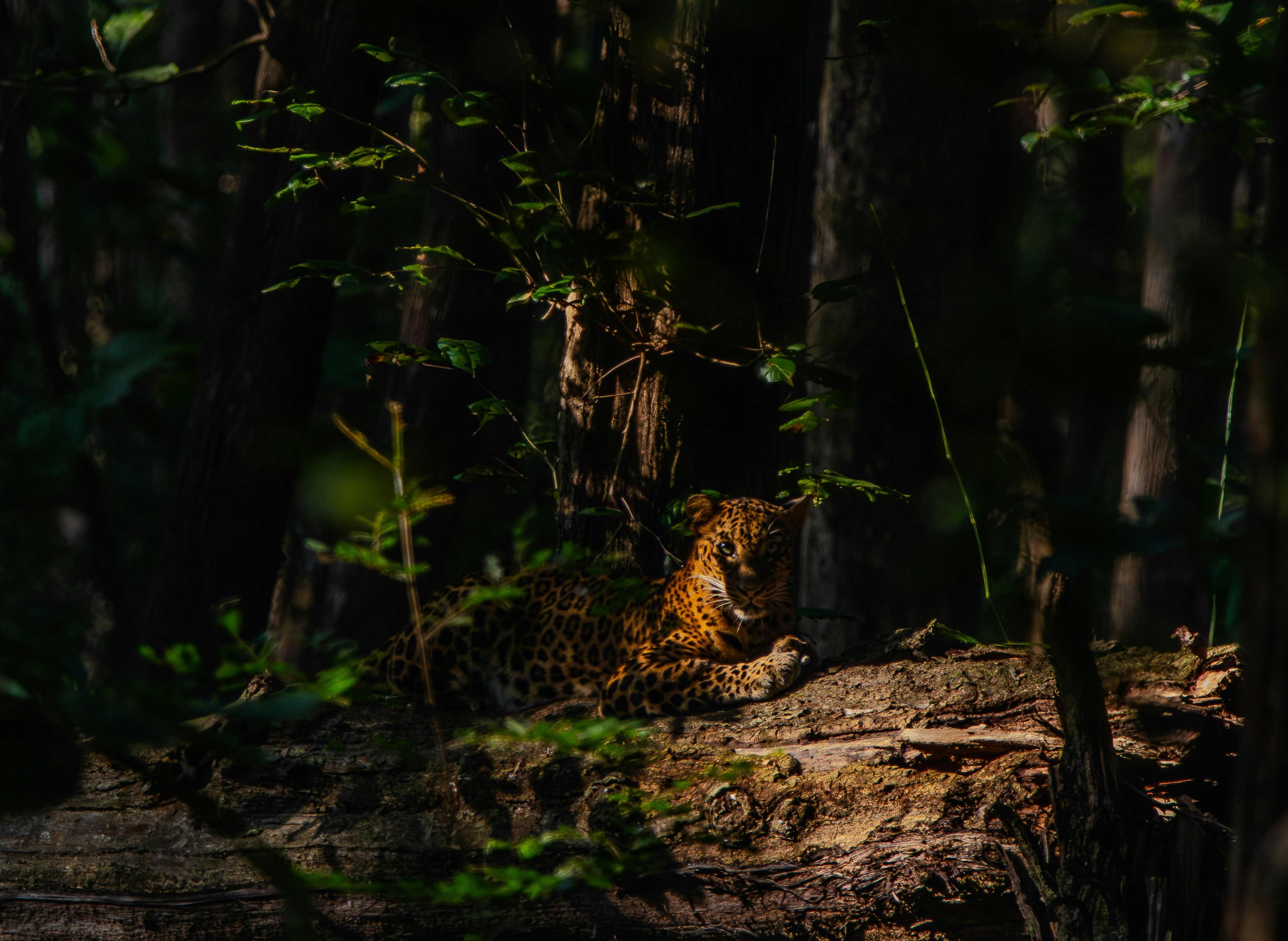 Leopard reclines on a fallen log amidst a dimly lit forest, its golden fur illuminated against dark foliage.
