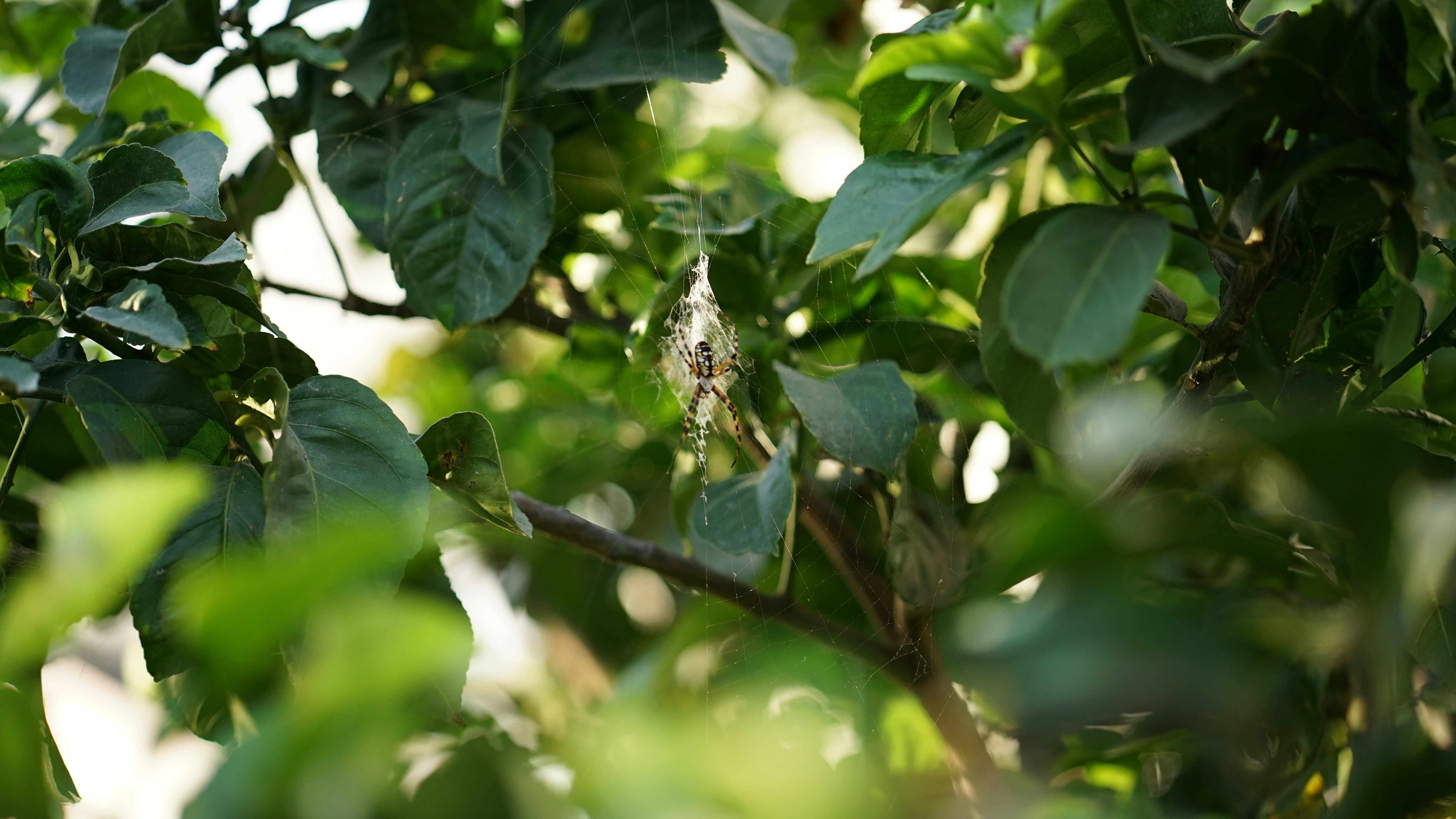 The Yellow Garden Spider (Argiope aurantia), also known as the black-and-yellow garden spider or writing spider, is a large, eye-catching orb-weaver spider commonly found across North America. These spiders are known for their striking black and yellow coloring and their impressive webs.