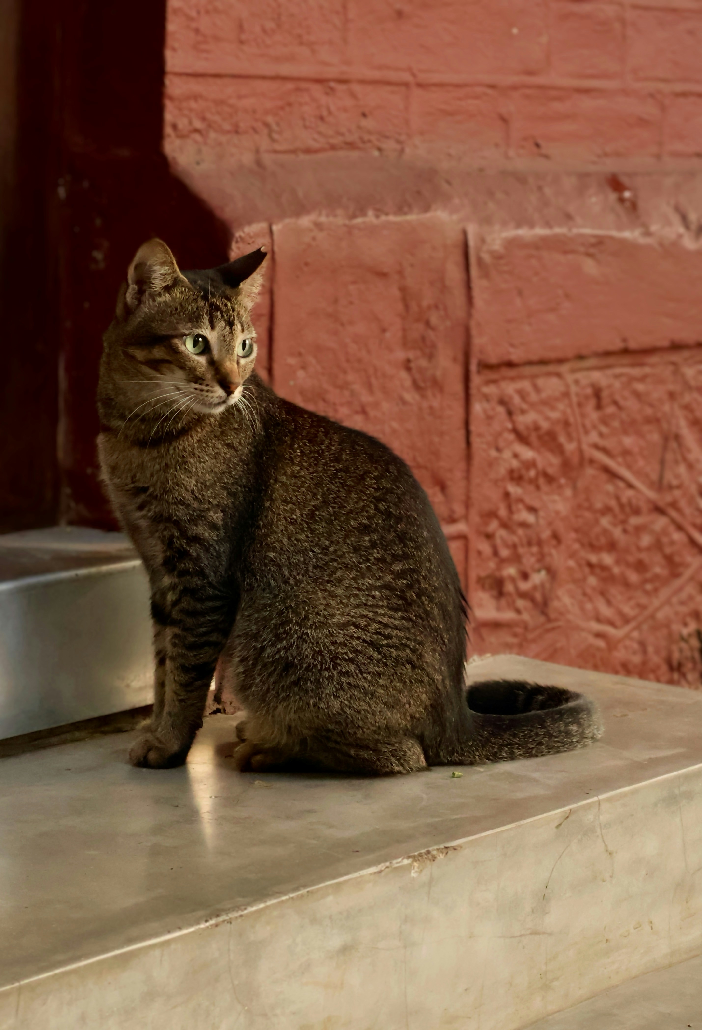 The Watchful Feline