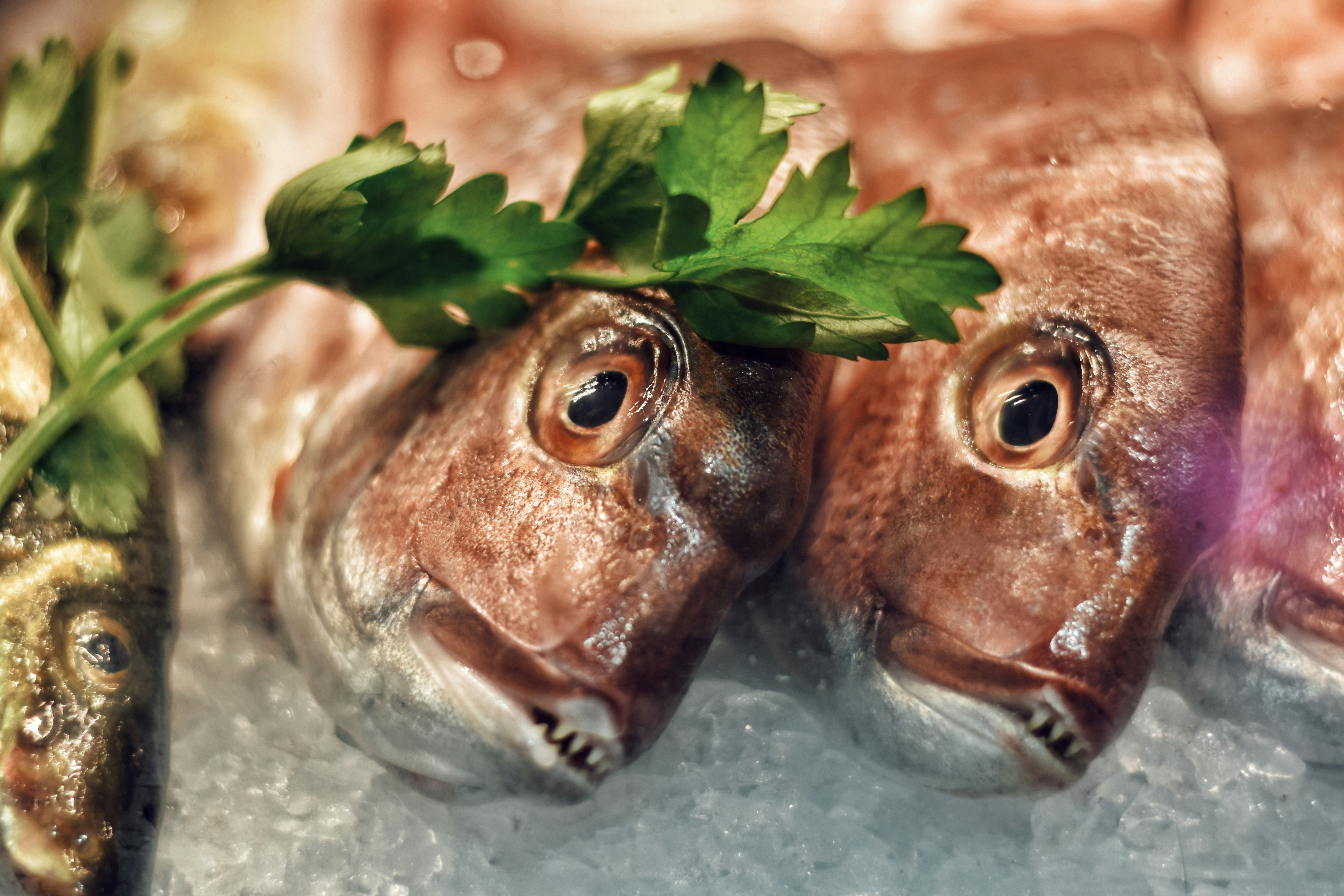 Twin Gaze on Ice: Parsley-Crowned Fish Heads