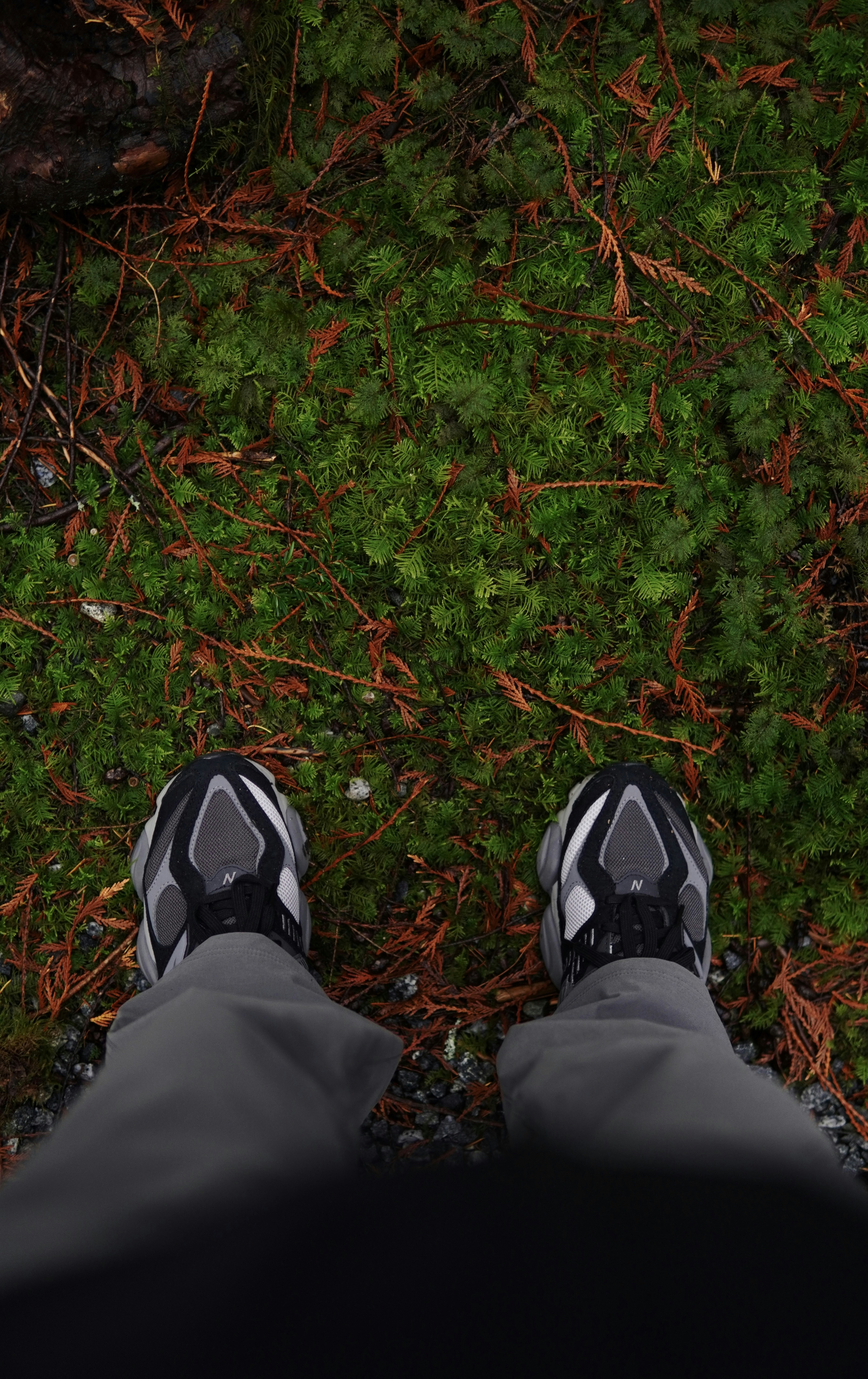 Mossy Footpath: A Ground-Level Pause
