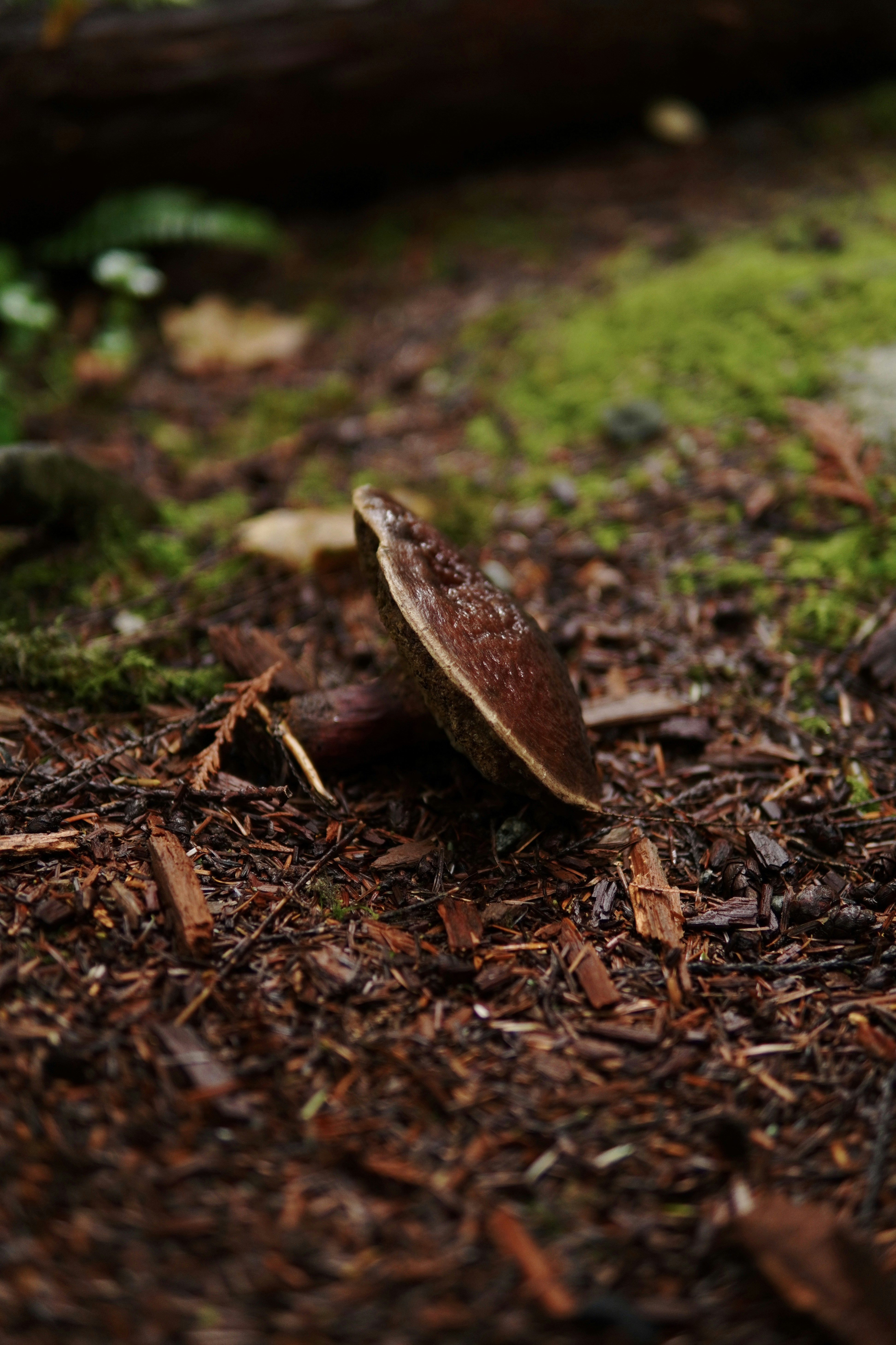 Grounded Brown Cap: a lone mushroom among damp moss and mulch
