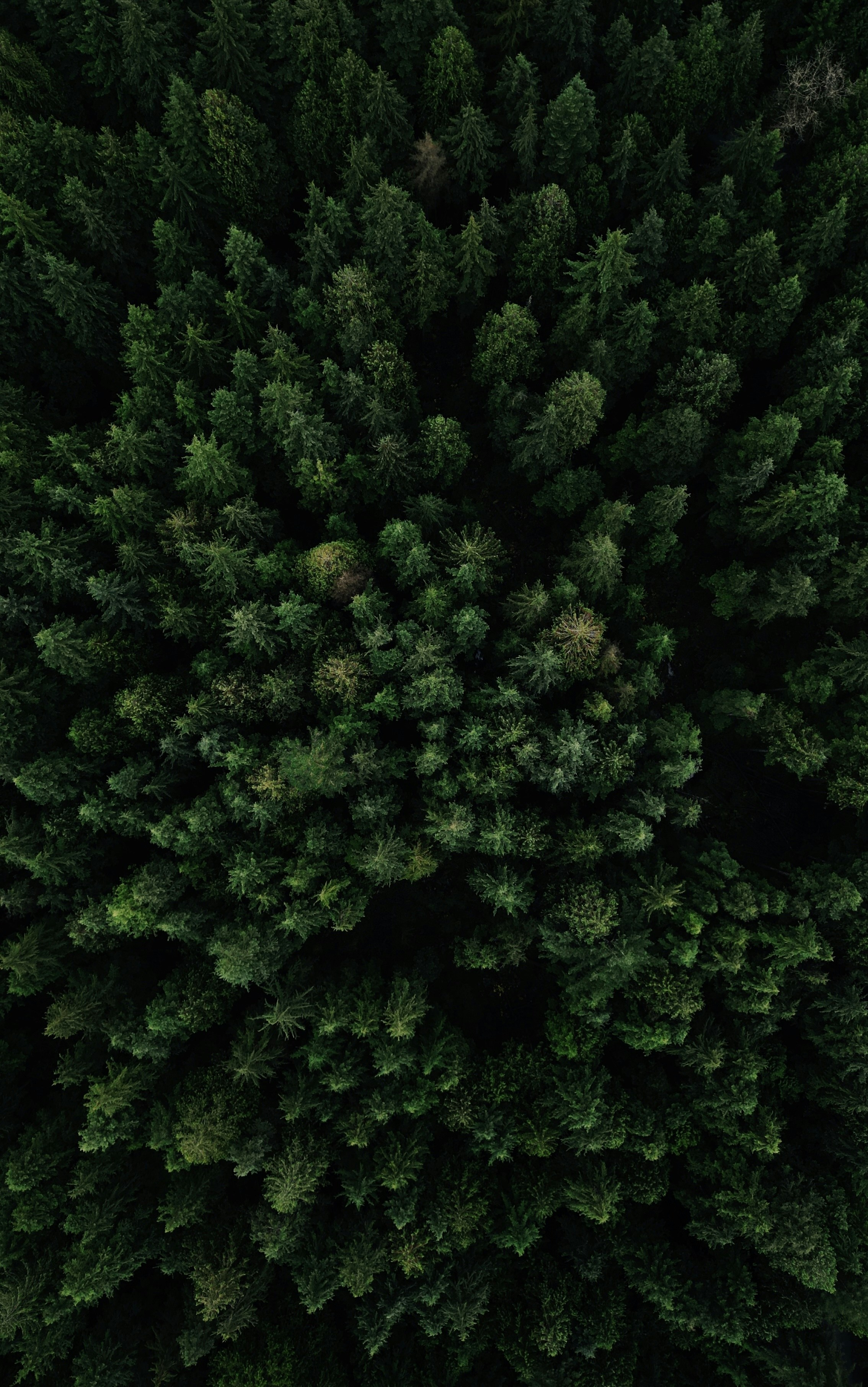 Una veduta aerea di una foresta verde foto – Immagine gratis di Natura ...