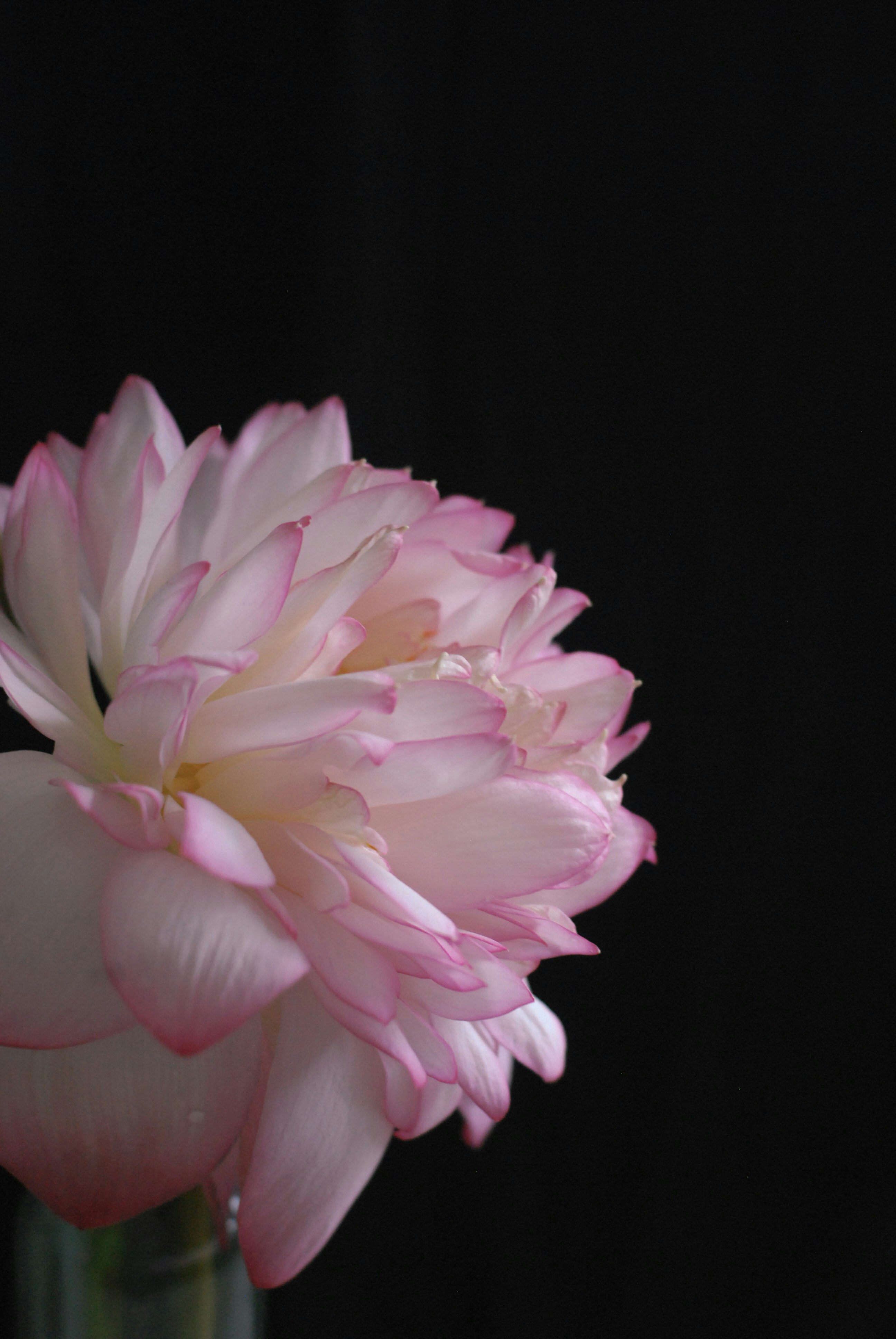 Photo by Anindita Barma with Nikon D60