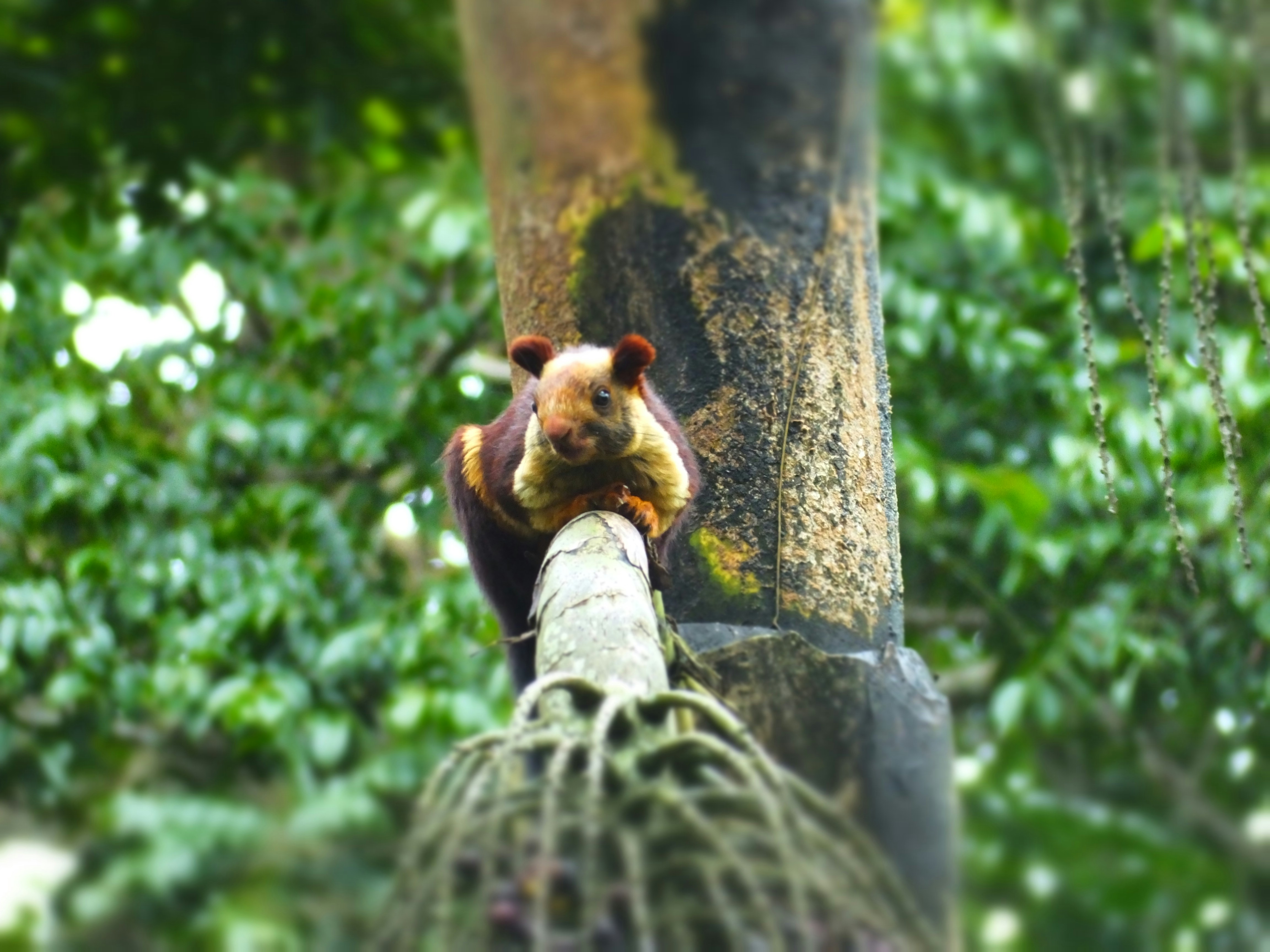 A plush bear perched on a moss-covered post, framed by lush garden foliage.
