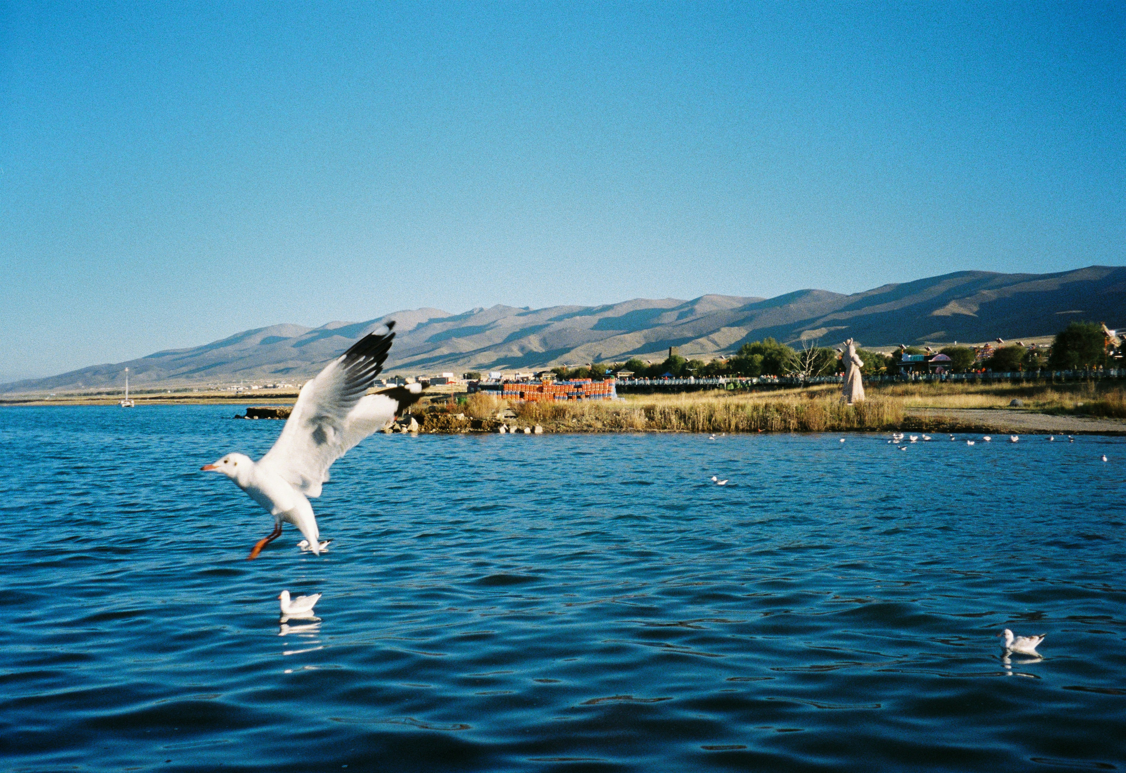 Wingbeat Over the Harbor: A Seagull's Morning Lift