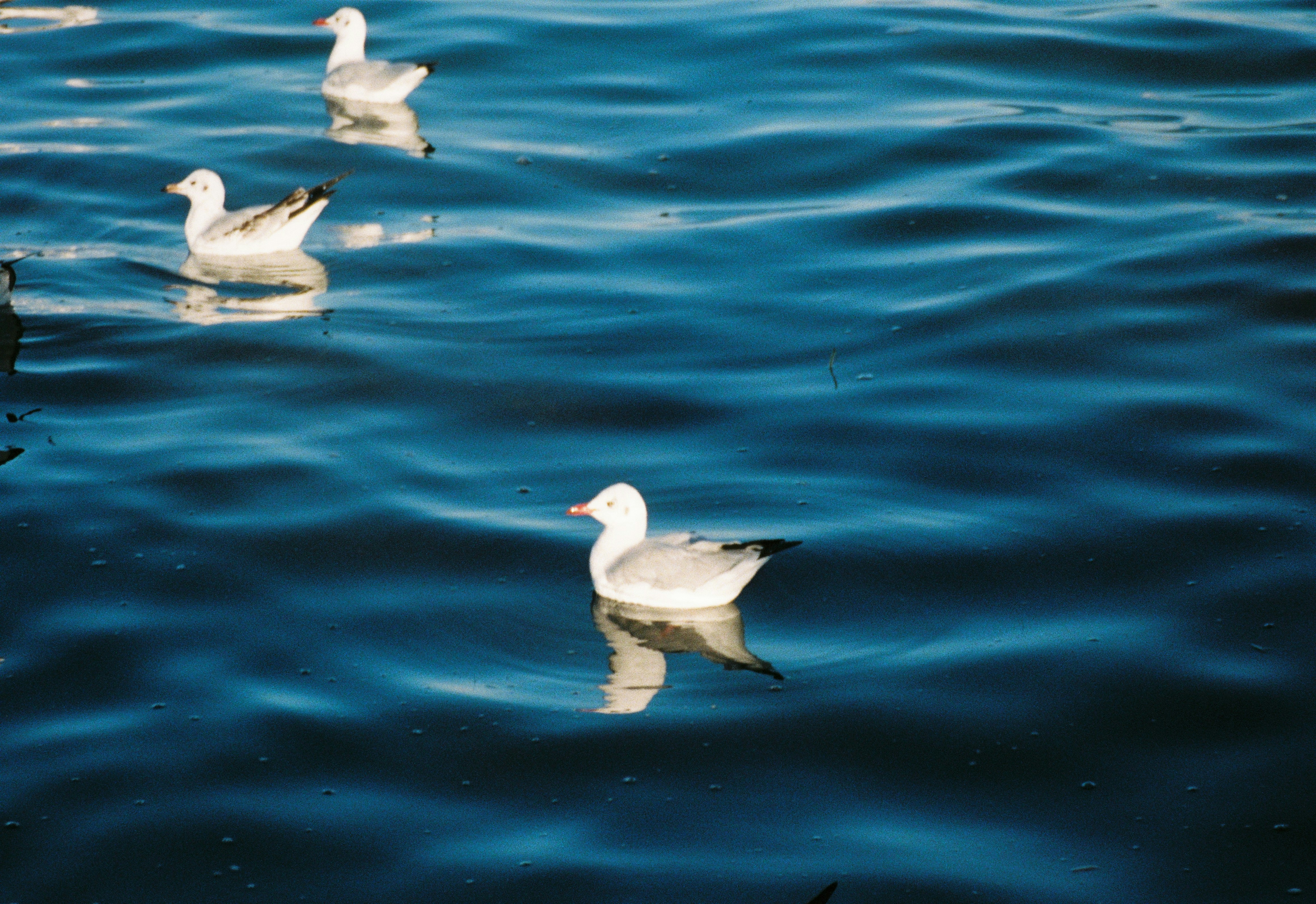 A flock of birds floating on top of a body of water photo – Free ...