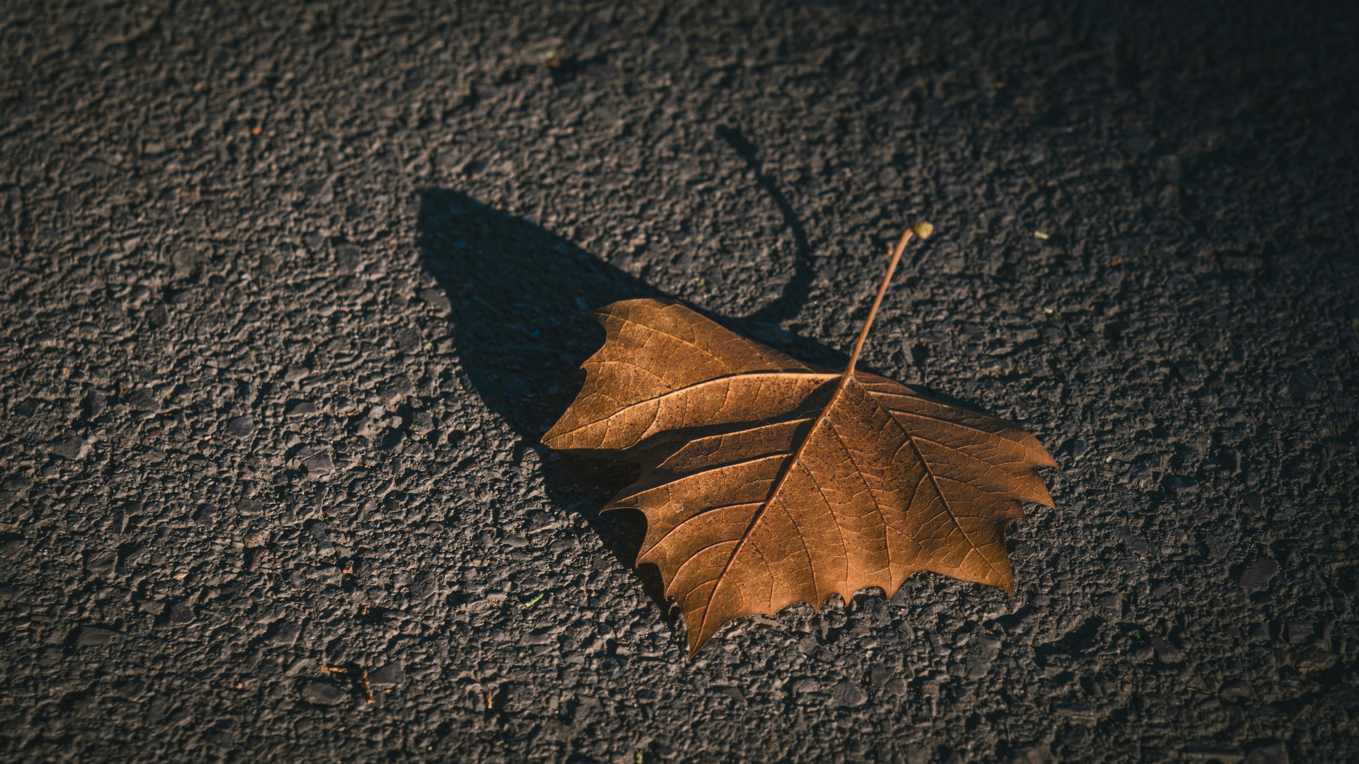 A single leaf laying on the ground photo – Free Leaf Image on Unsplash
