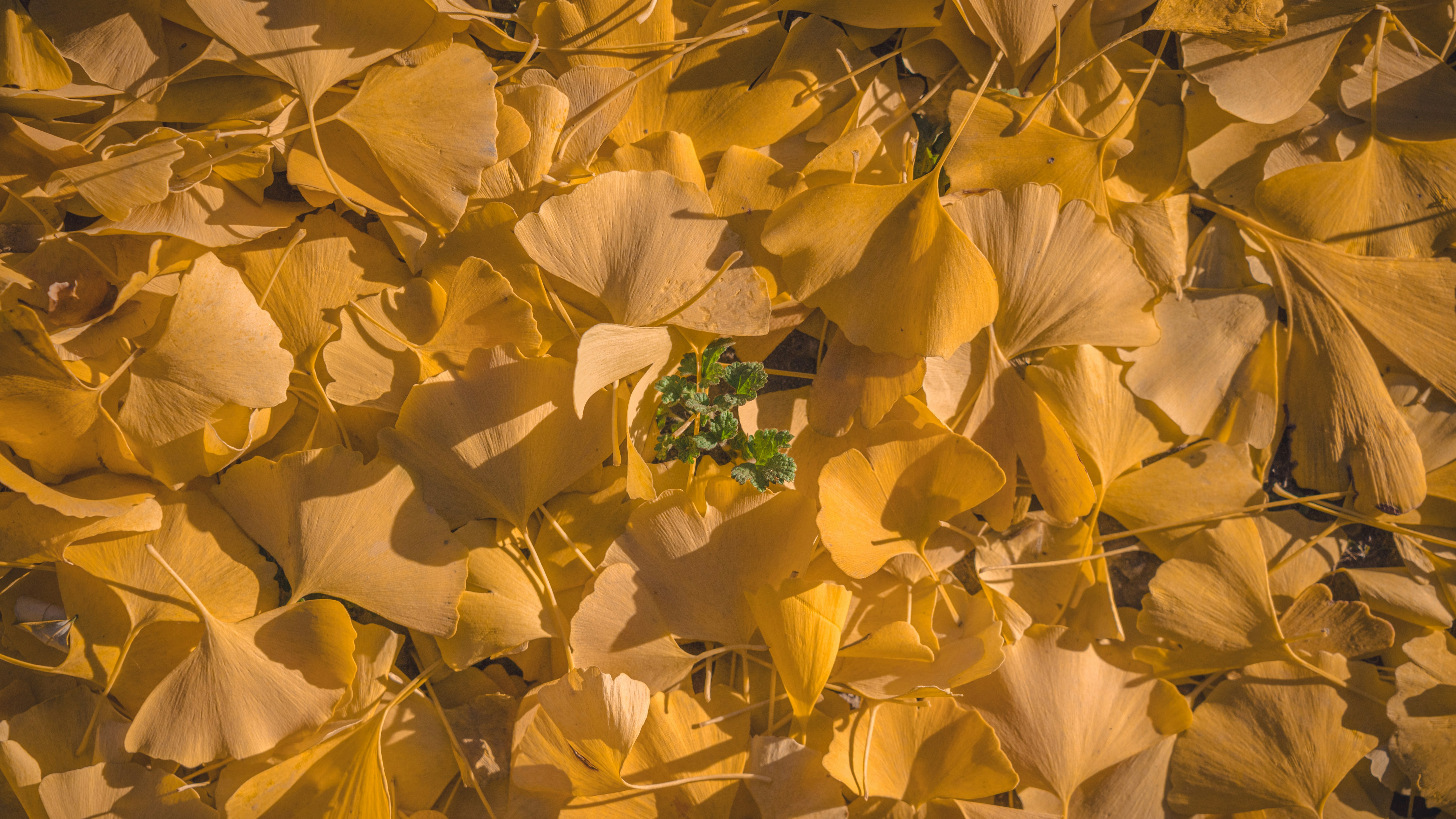 Emerald Nucleus in a Sea of Amber Ginkgo Leaves