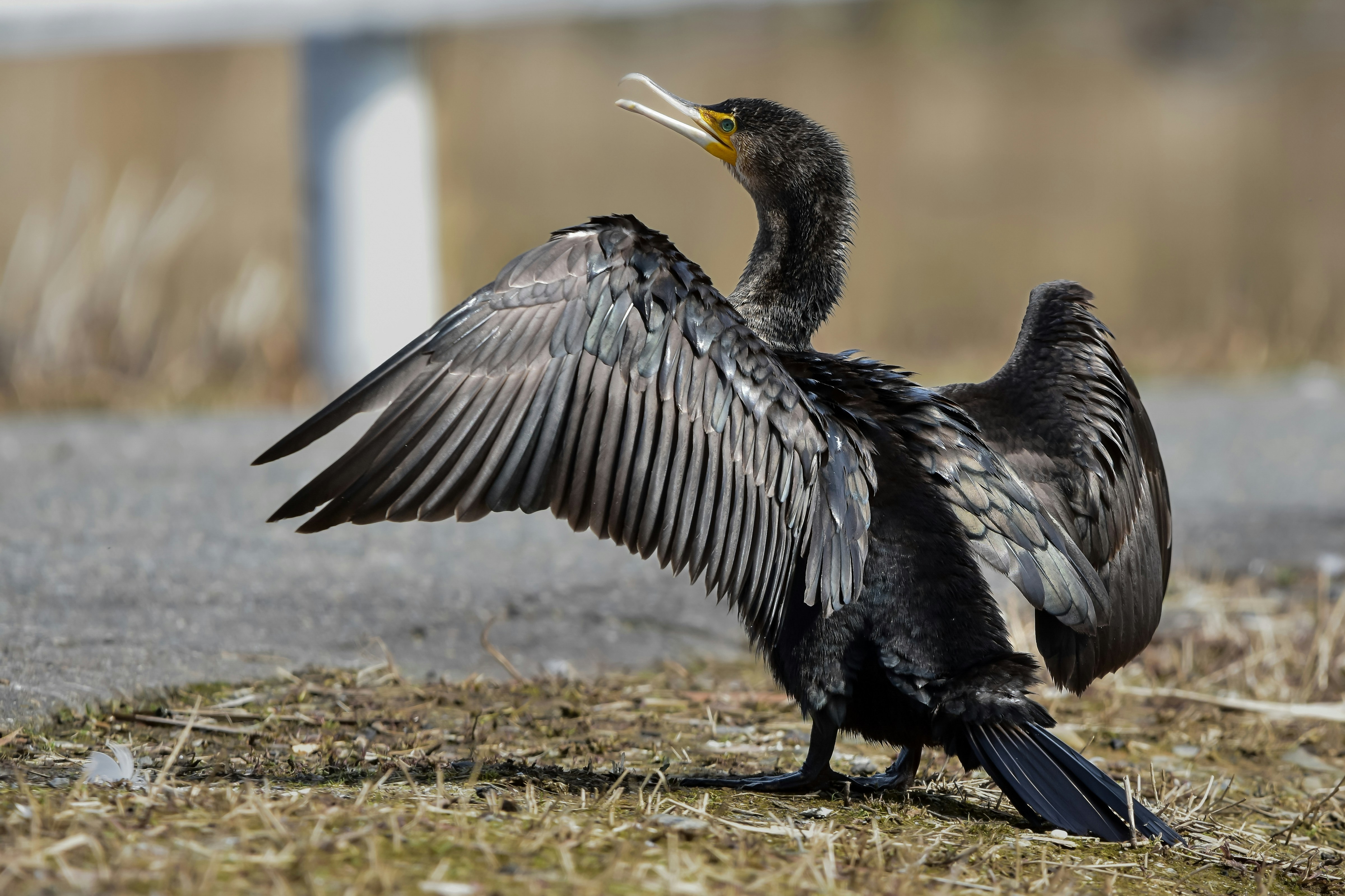 A bird with its wings spread out on the ground photo – Free Japan Image ...