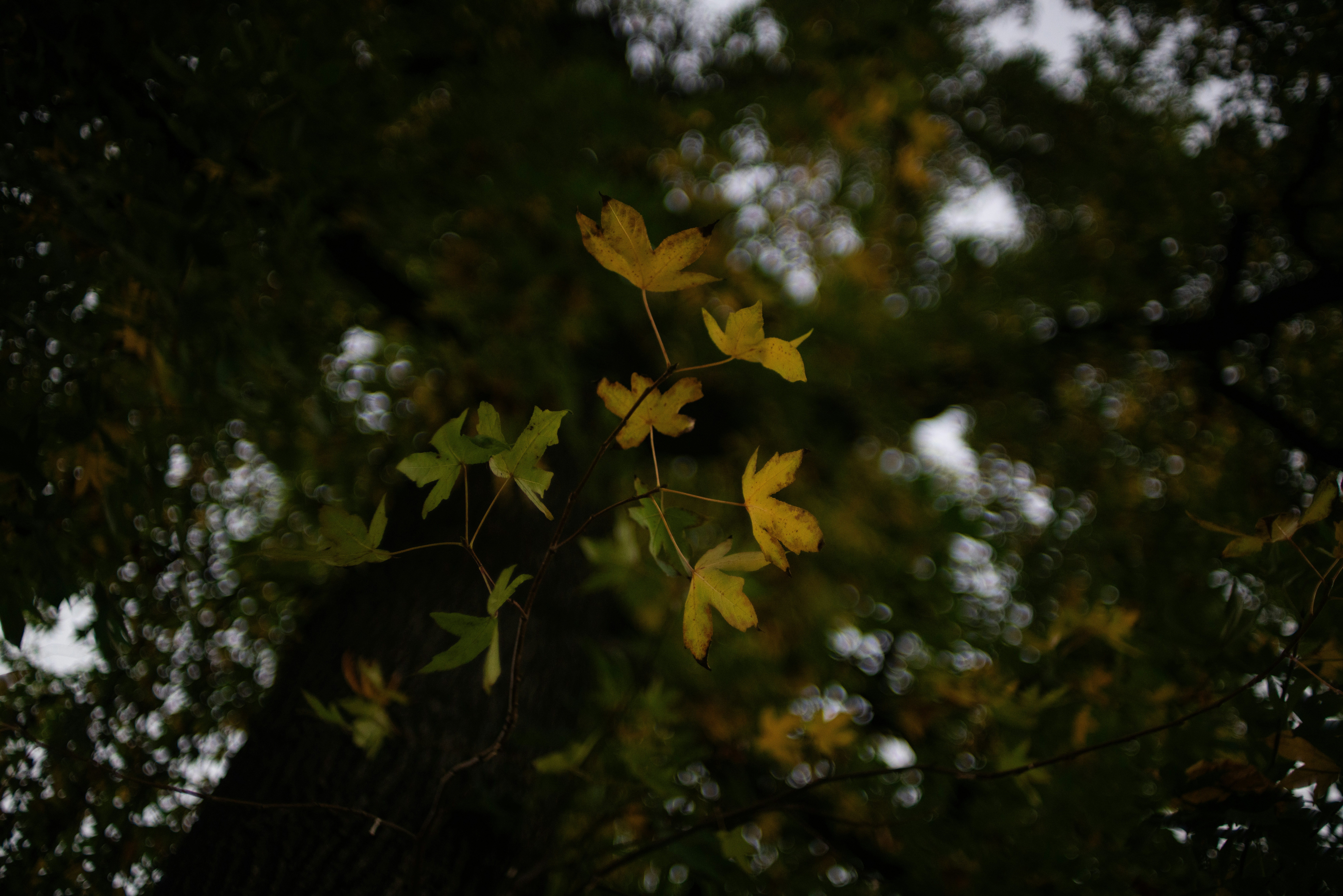 Photo by Pauline Iakovleva with Sony Alpha 7R II