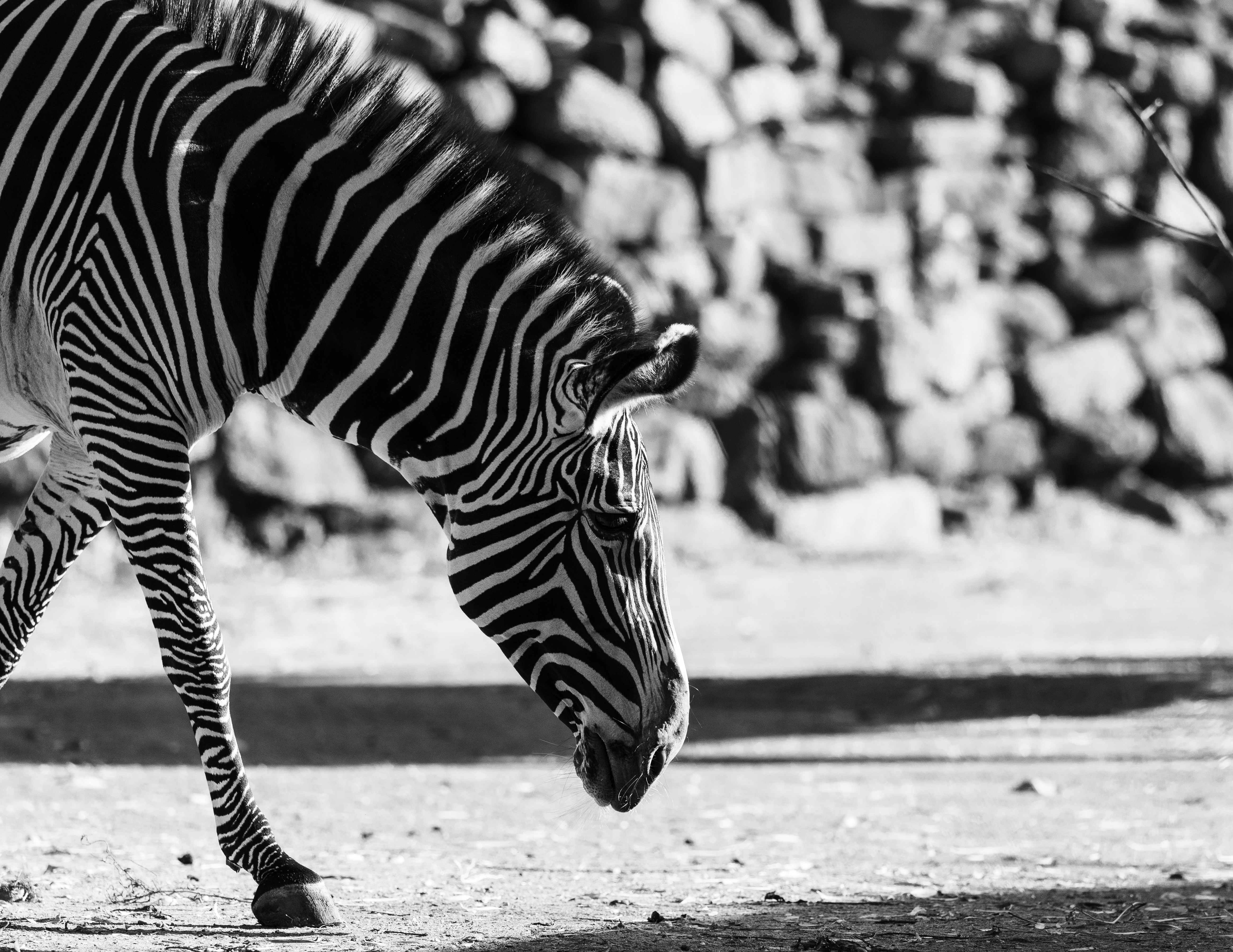 Grazing in grayscale: Zebra's quiet gaze along sunlit ground