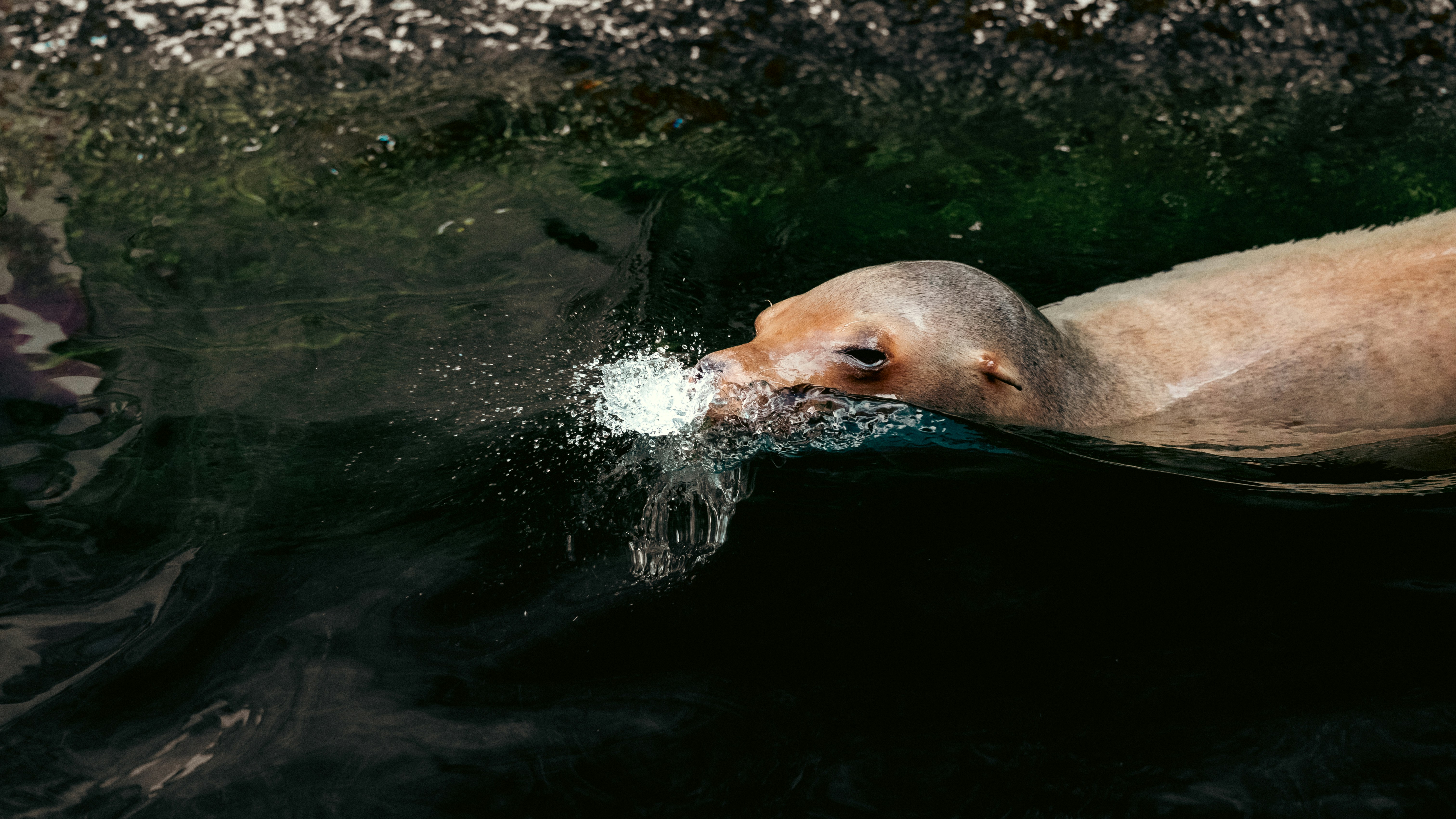 Serene Splash: A Sea Lion's Underwater Dance