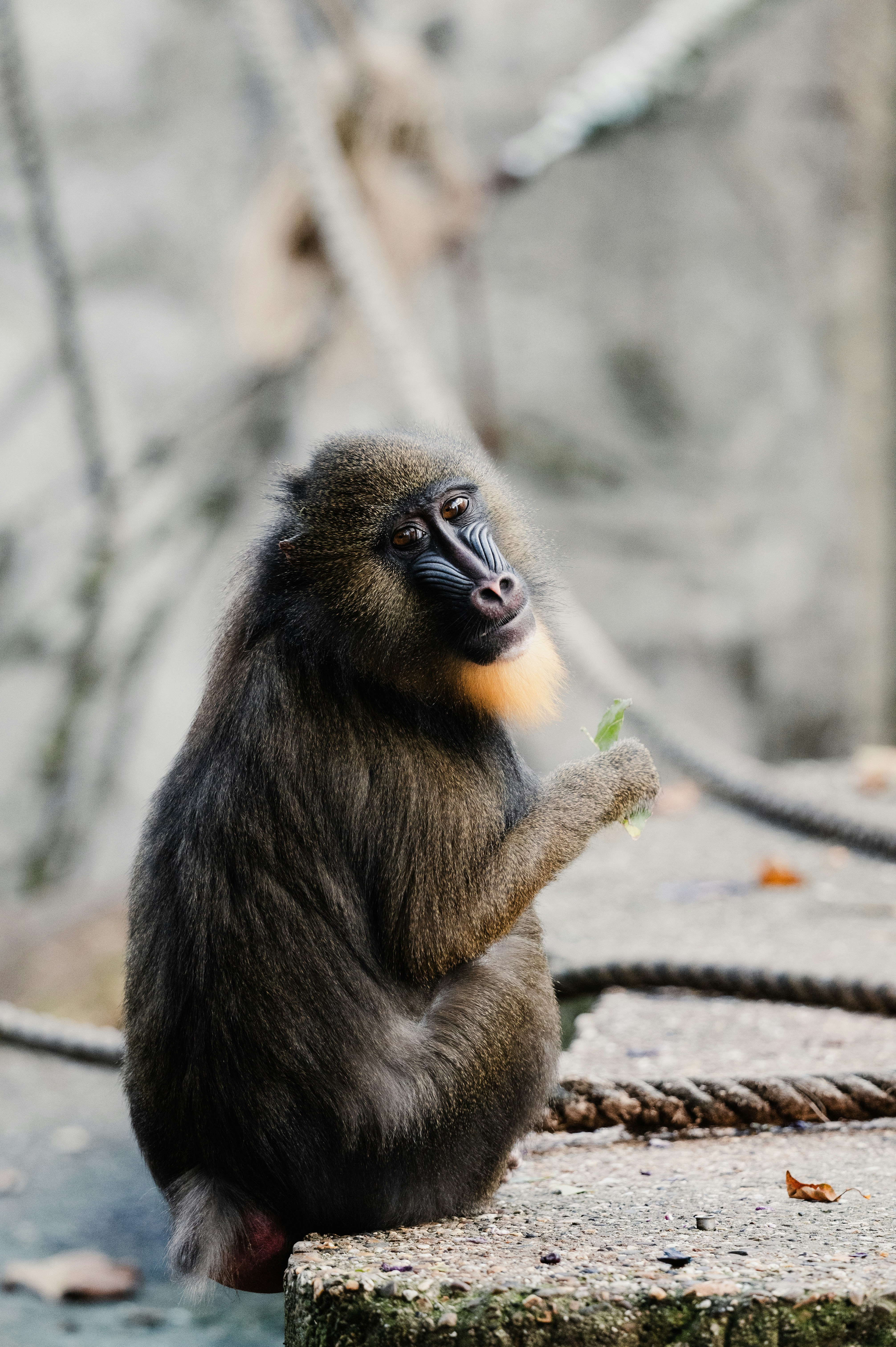 A monkey sitting on a ledge eating something photo – Free Animal Image ...