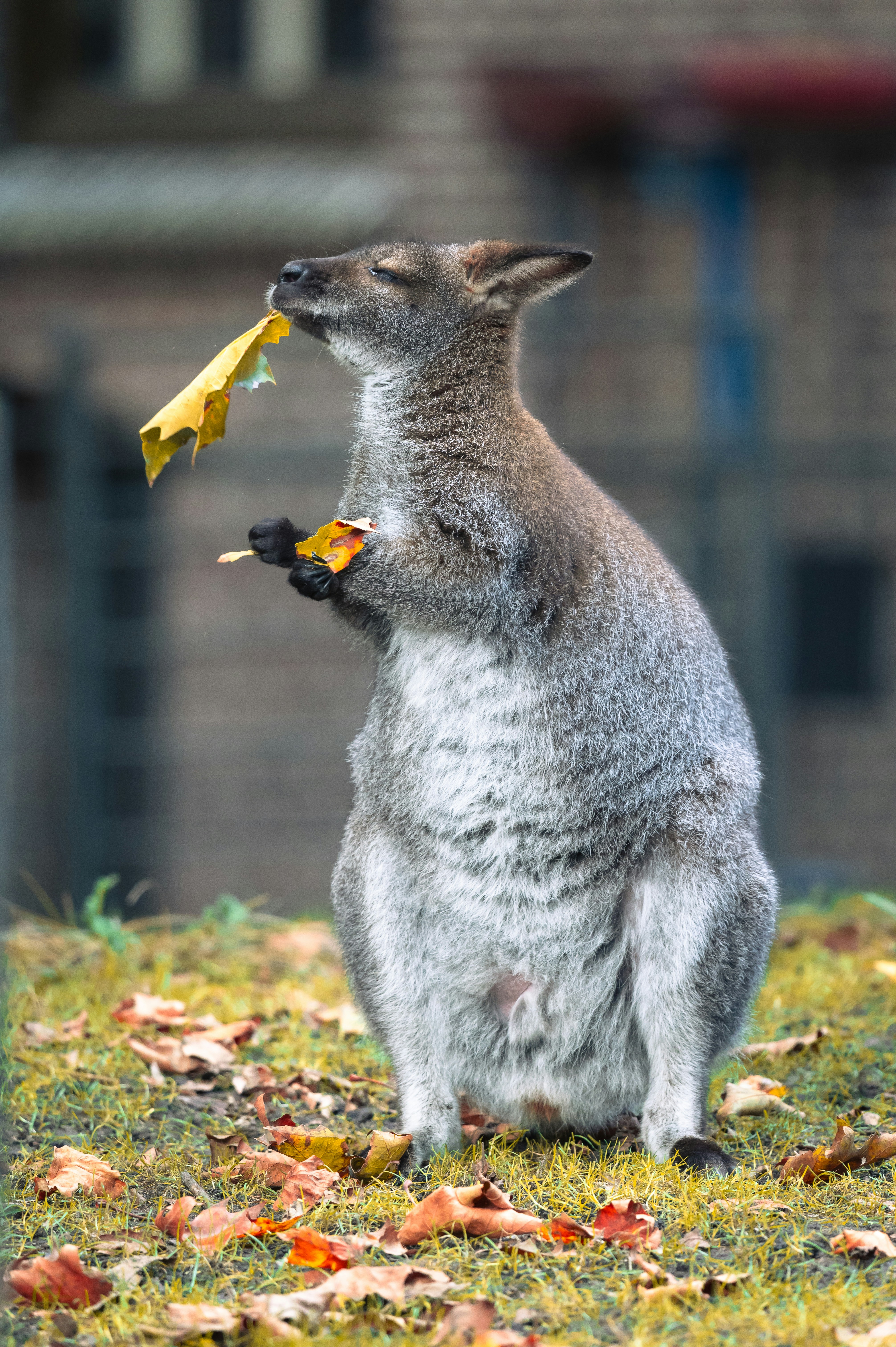 Autumn Leaf, Upright Kangaroo: A Moment of Quiet Balance