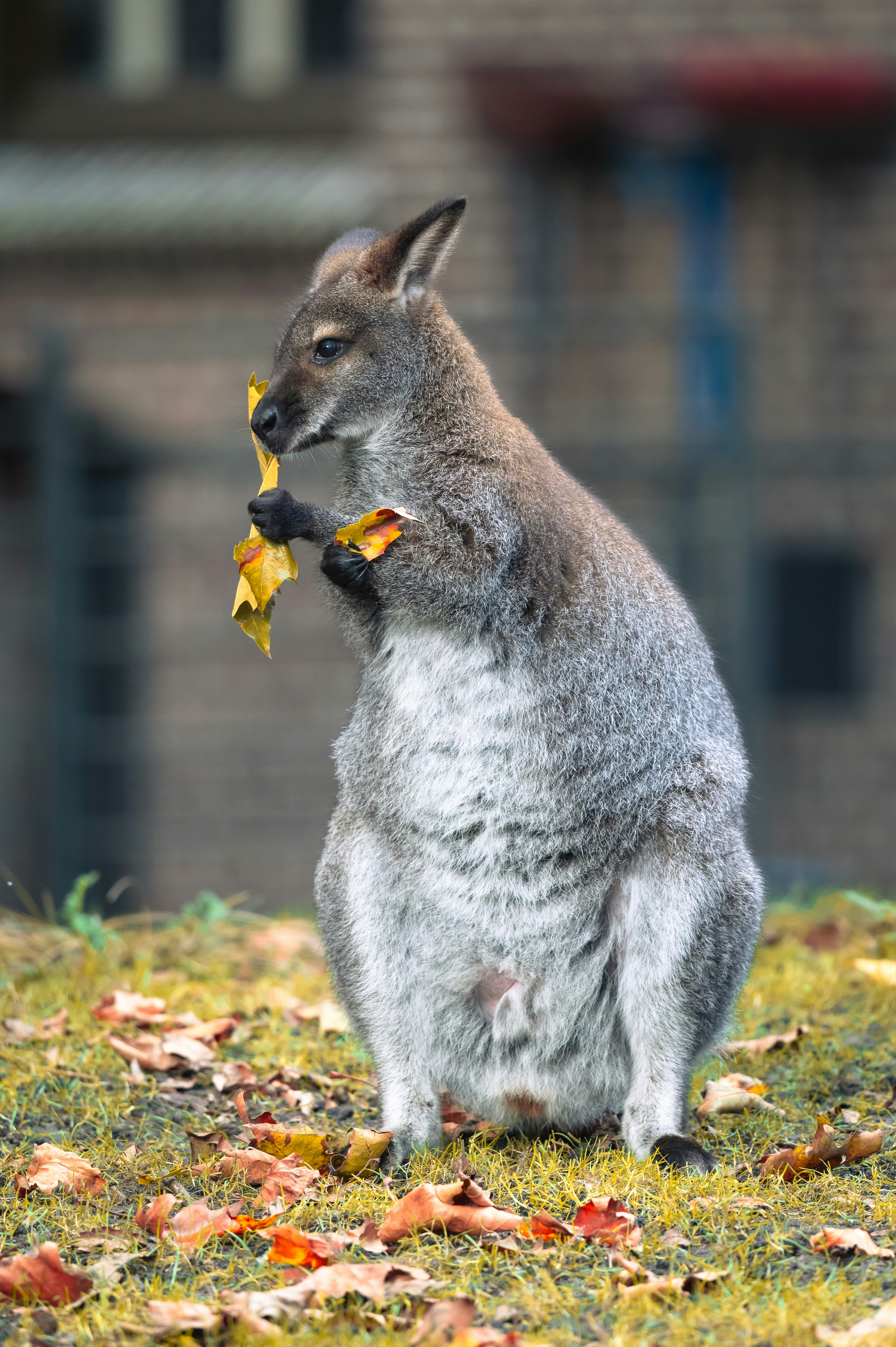 Autumn Leaf Gaze: A Wallaby Pauses in the Park