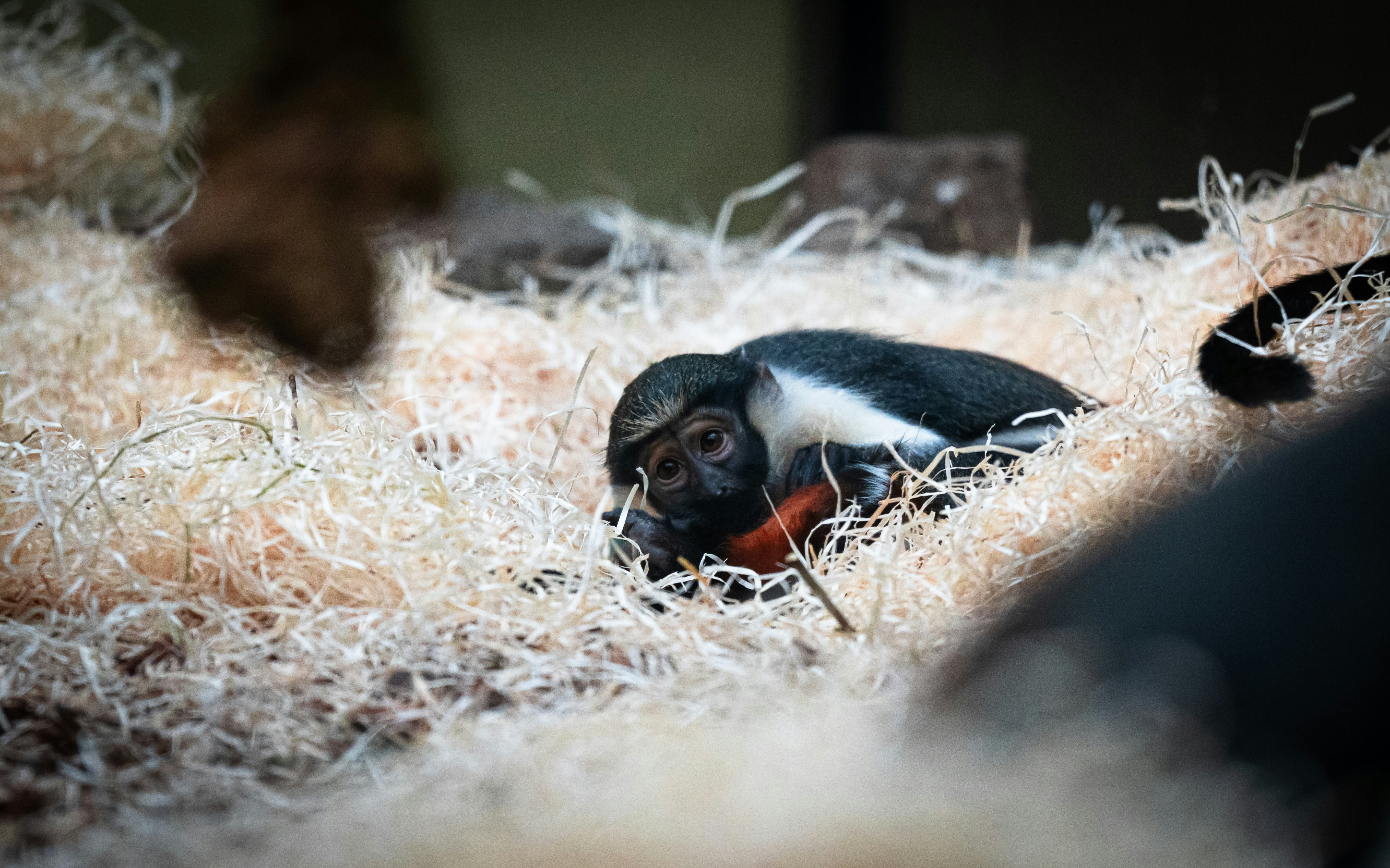 In the Straw: Tiny Primate's Curious Peek