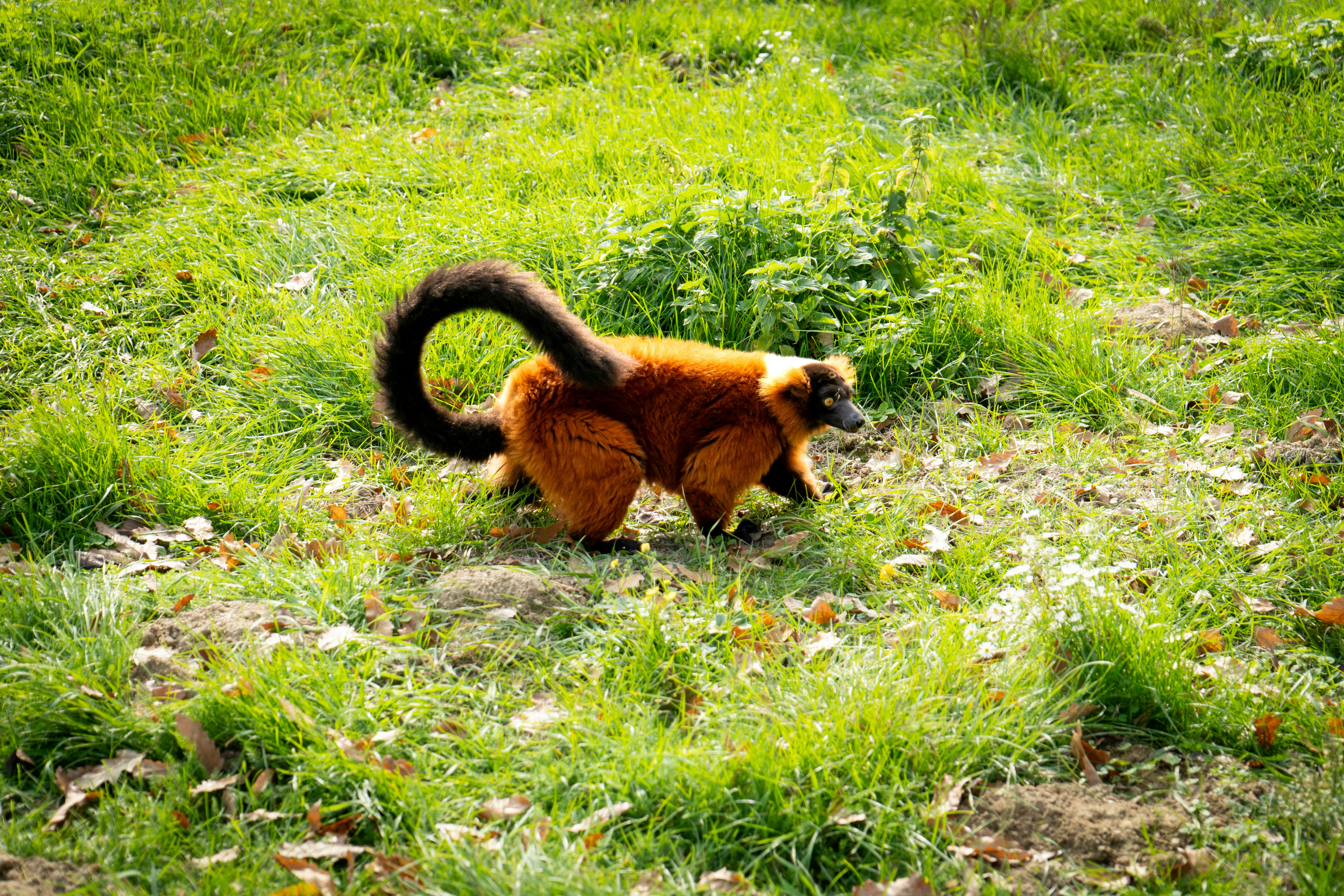 Vibrant Mischief in Motion
