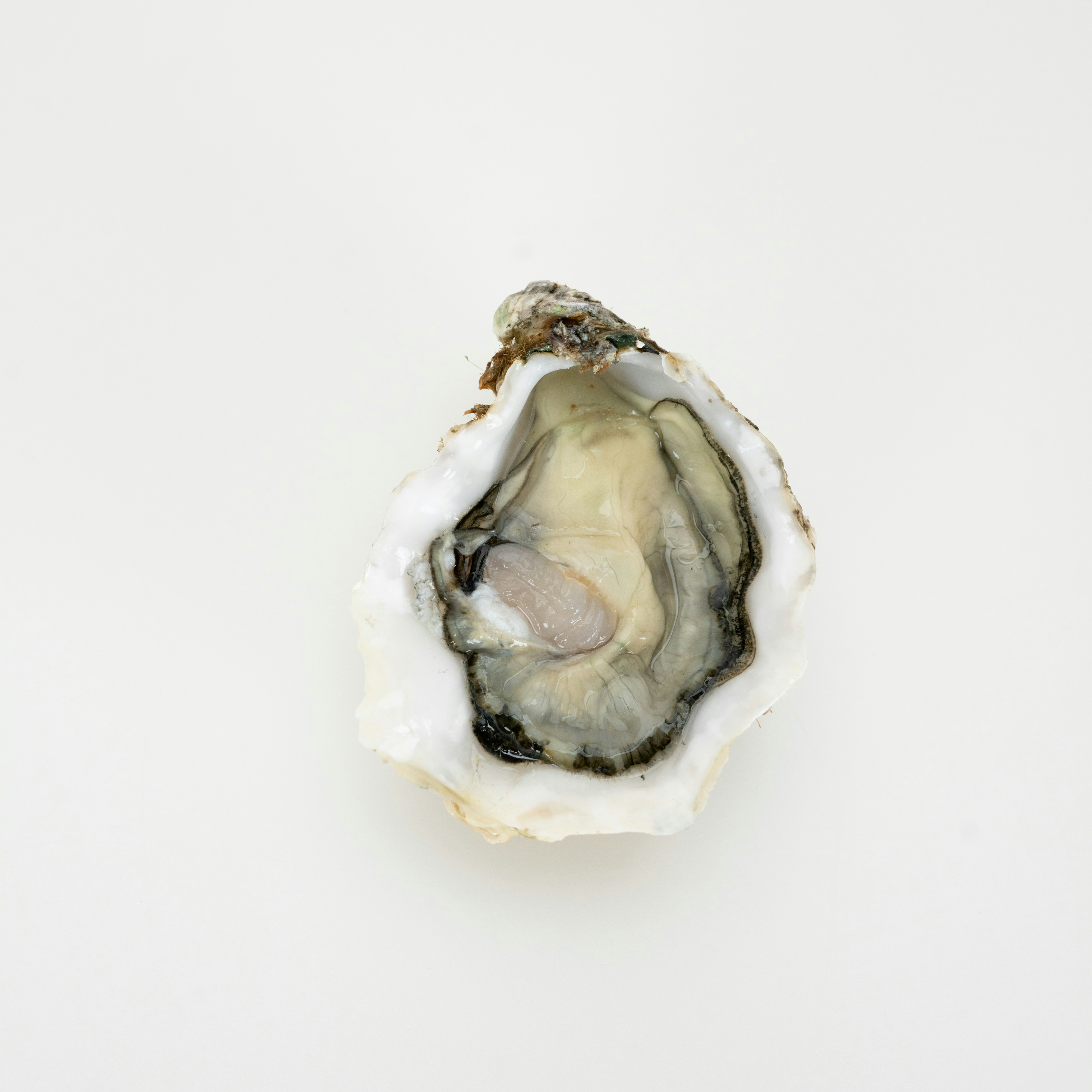 An open oyster shell on a white background photo – Free La spezia Image ...