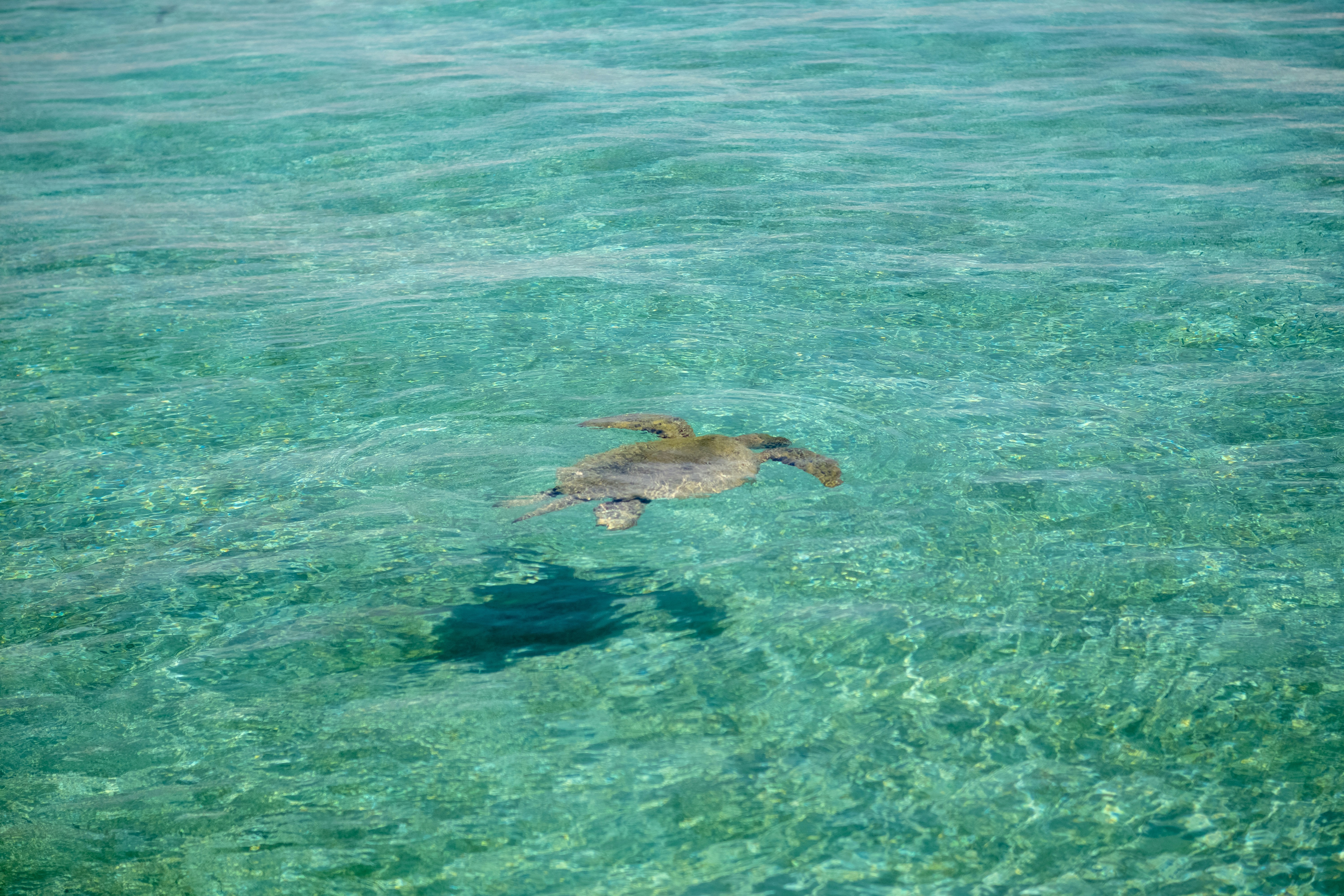 Sunlit Glide: Green Sea Turtle in Crystal Reef Waters