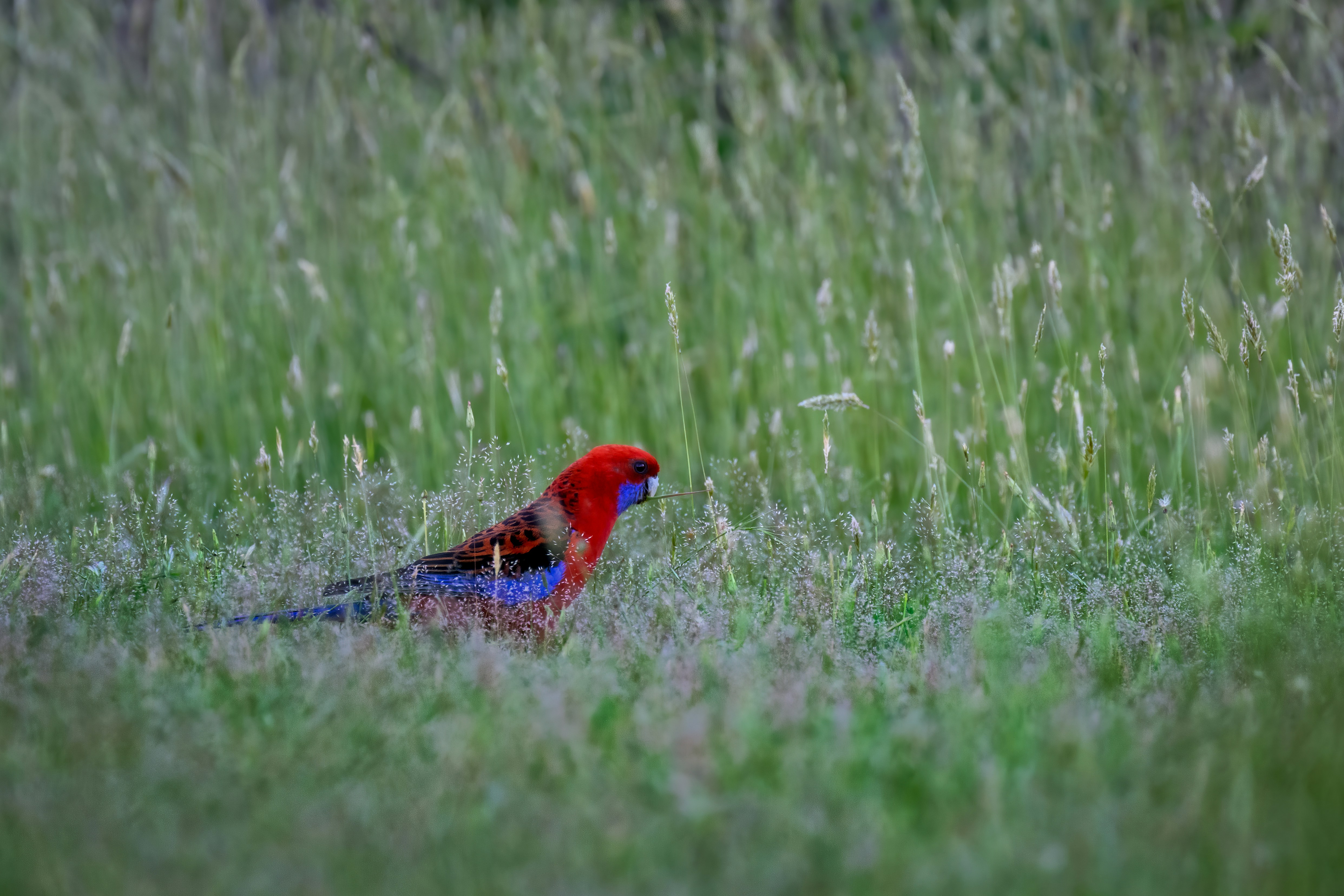 A red and blue bird standing in tall grass photo – Free Australia Image ...