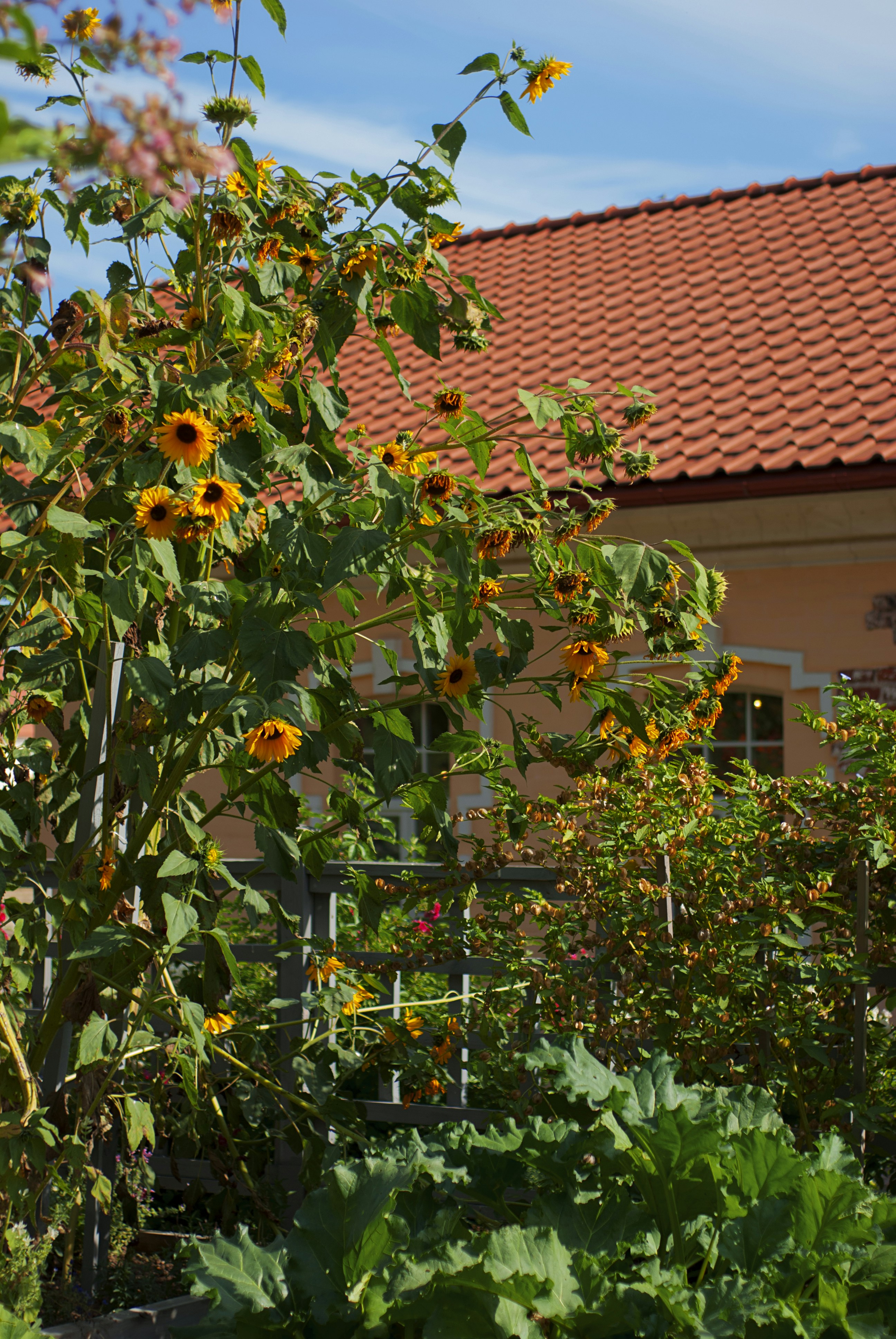 Sunflowers in a Quiet Courtyard Against a Terracotta Roof