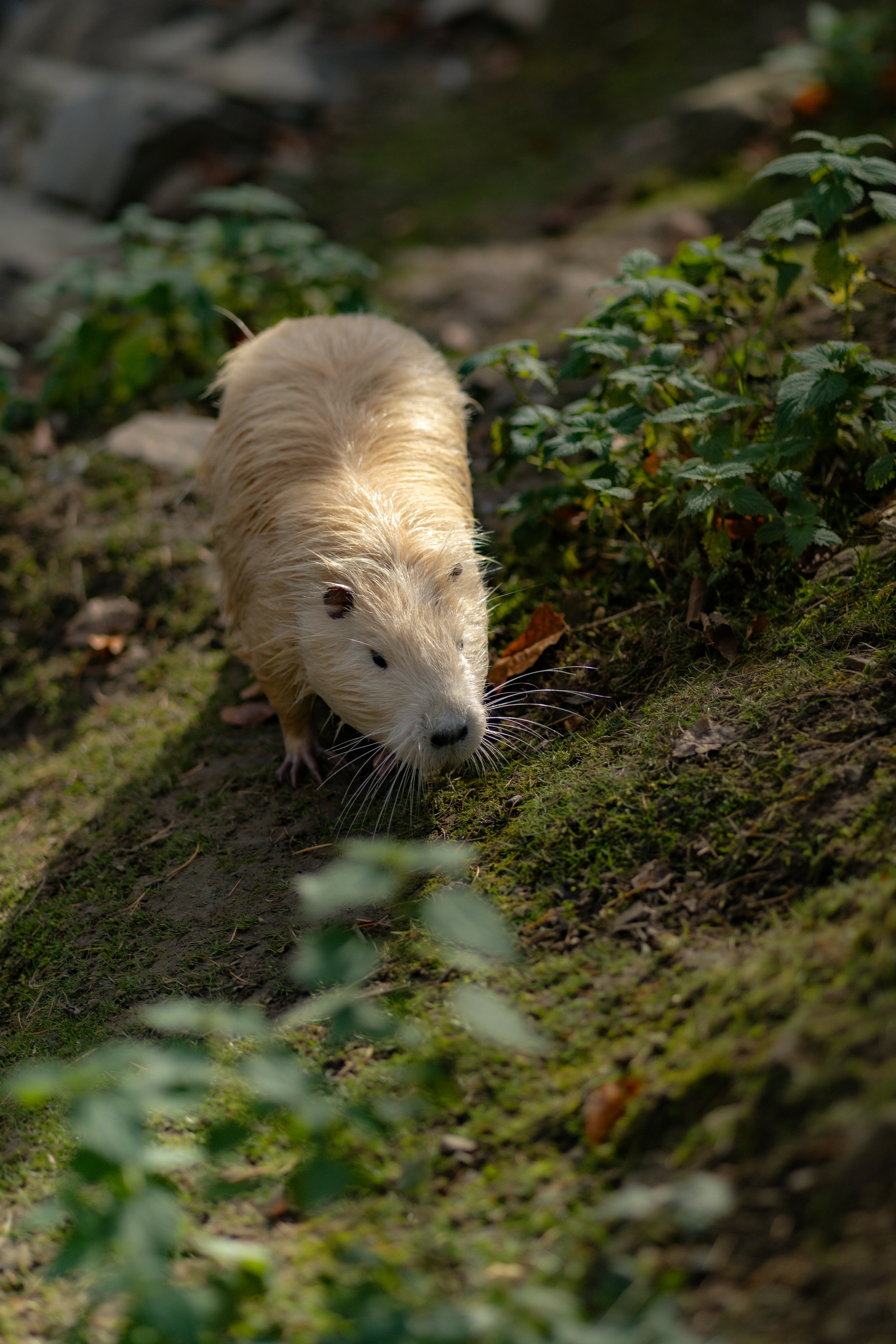 Curious Riverbank Wanderer: A Creamy Rodent on Mossy Path
