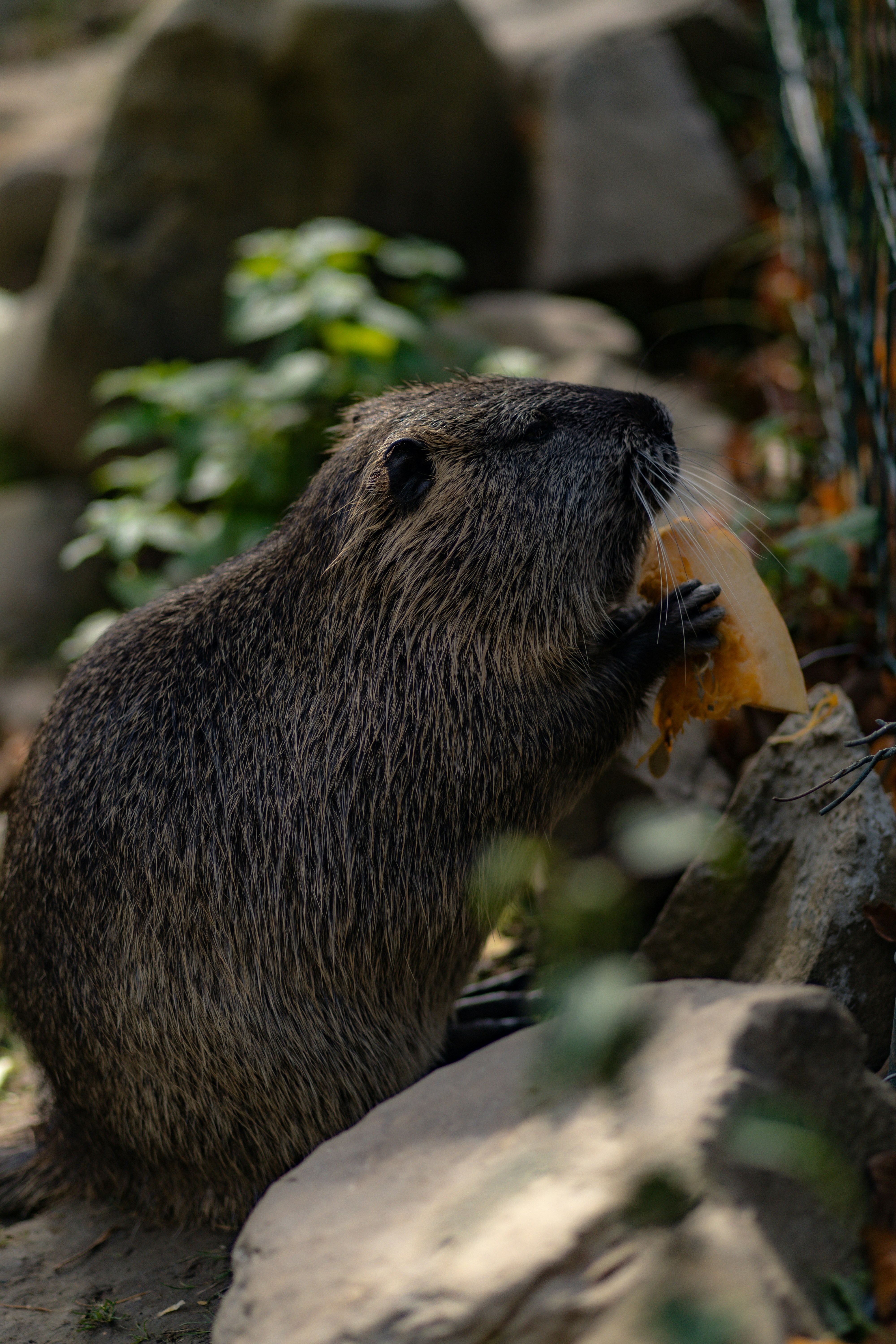 A beaver eating a piece of food in its mouth photo – Free Yaremche ...