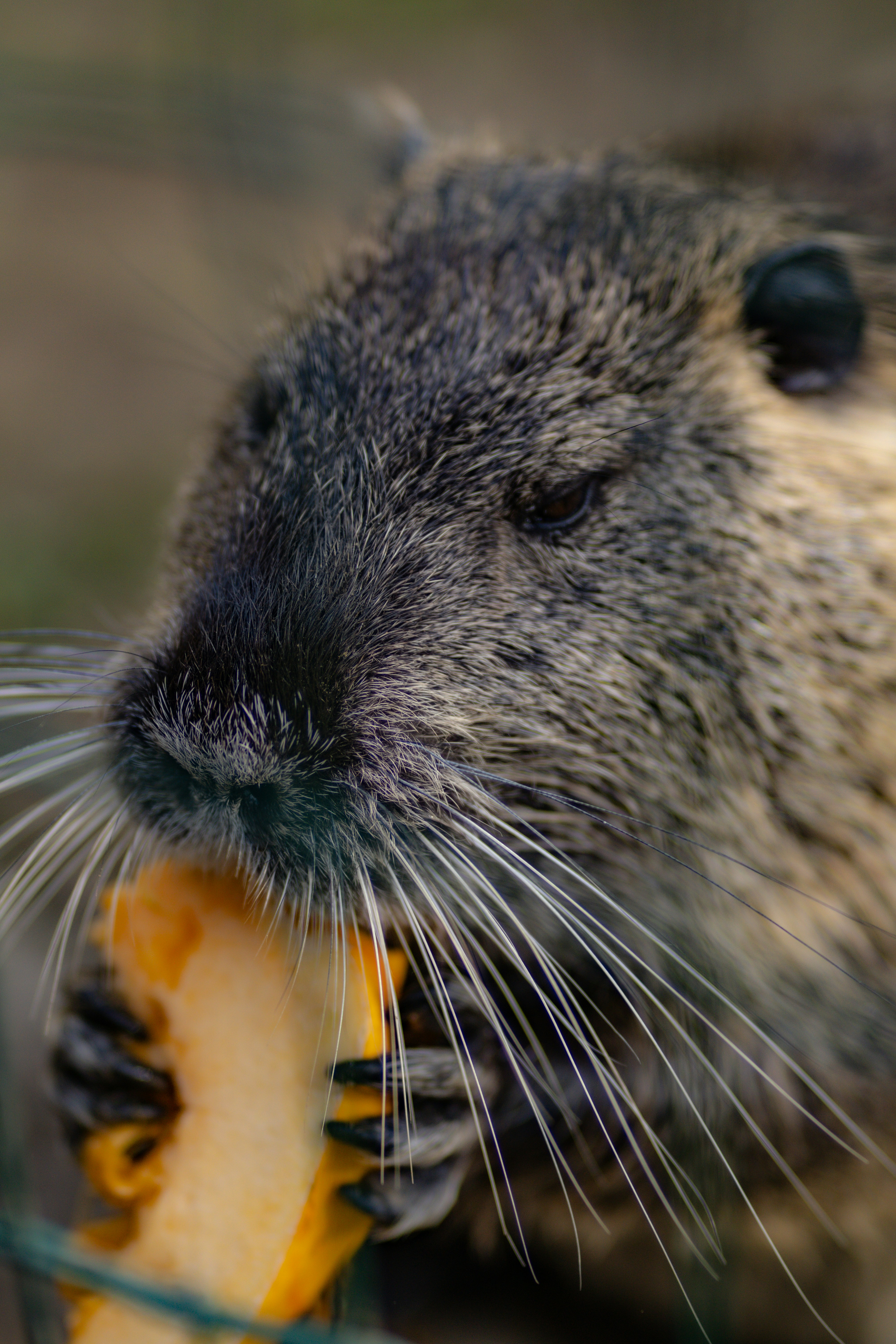 Muskrat Pictures | Download Free Images on Unsplash