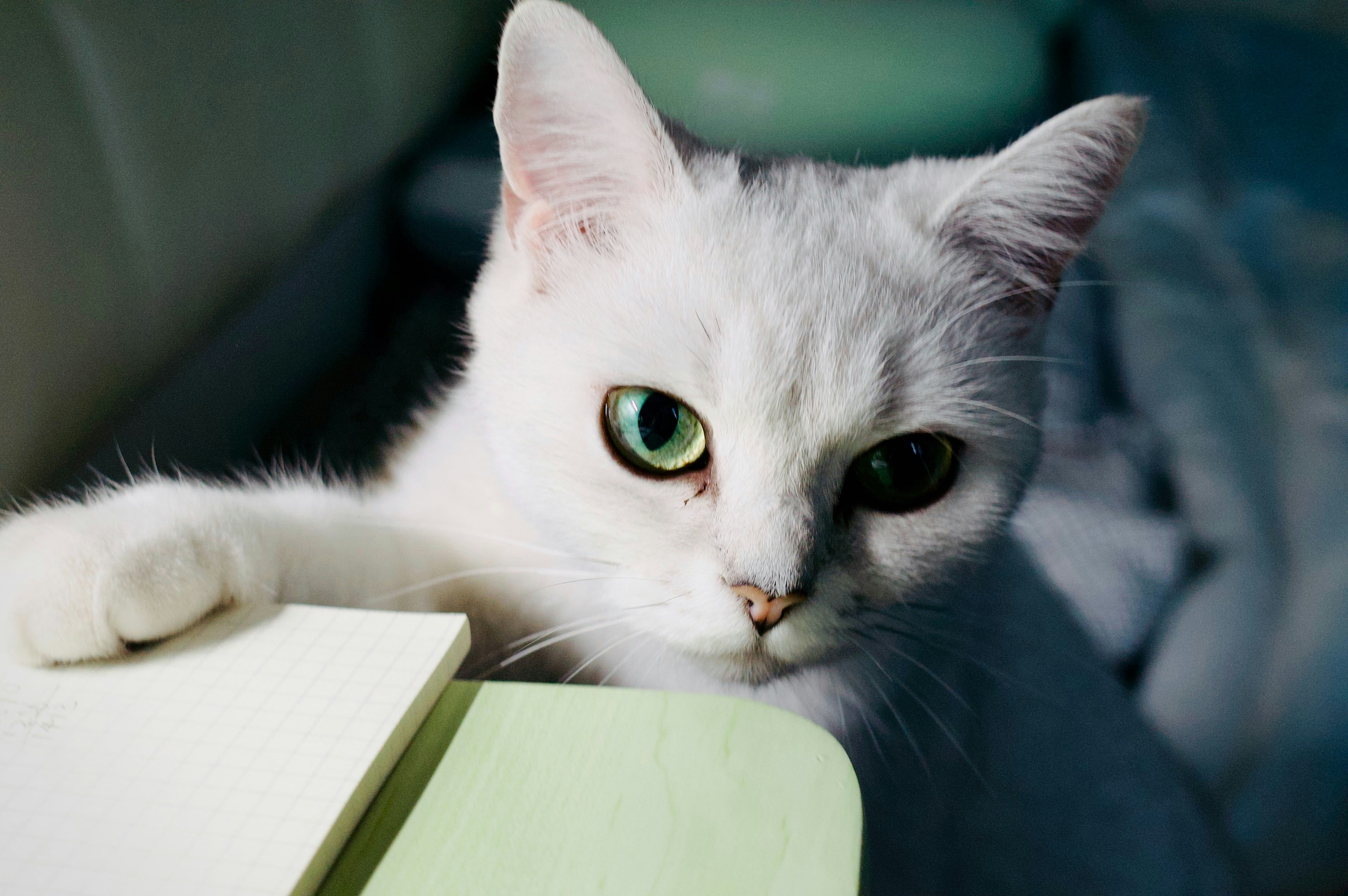 Curious Cat at the Edge of an Open Notebook