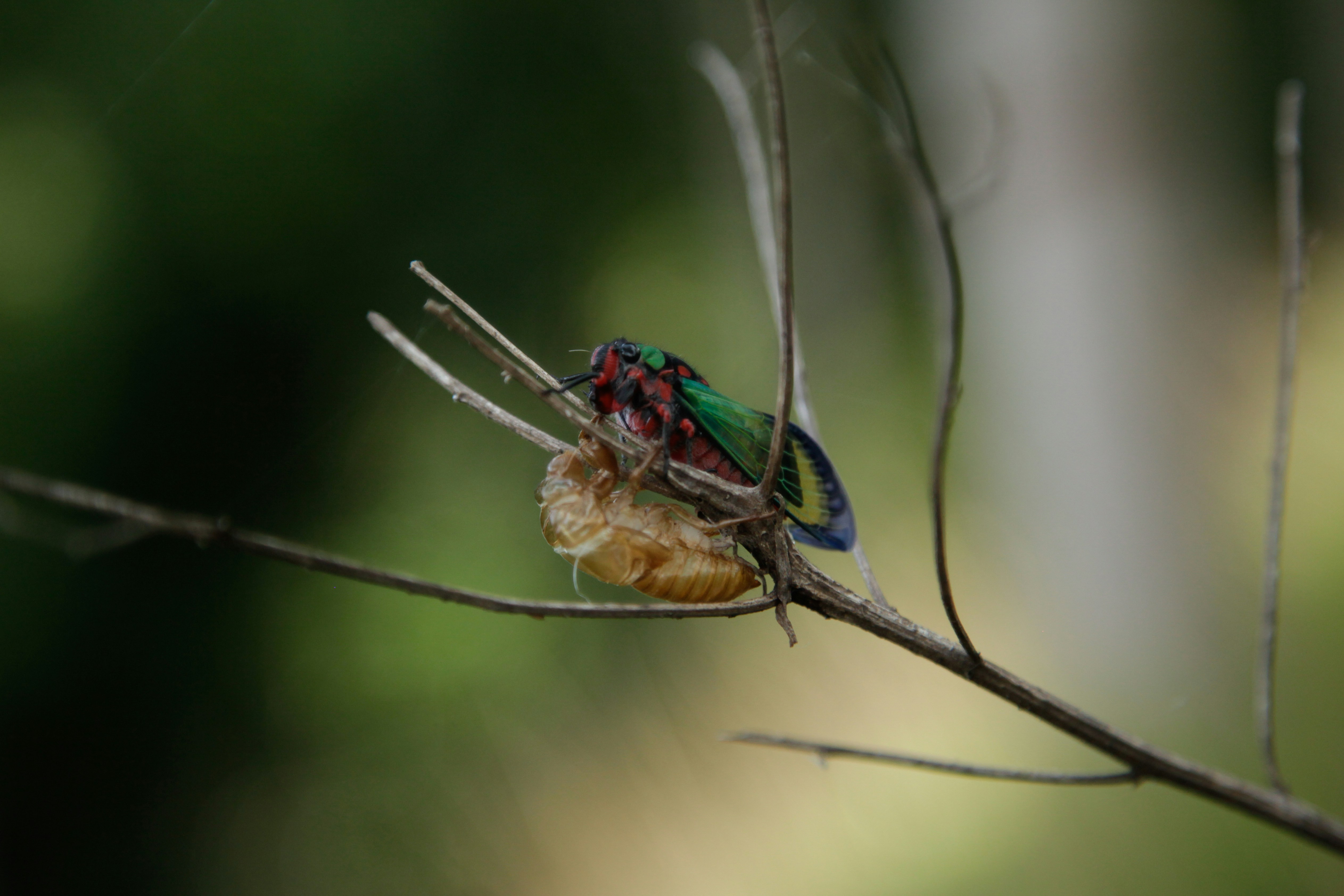 A close up of a bug on a tree branch photo – Free Ecologia Image on ...