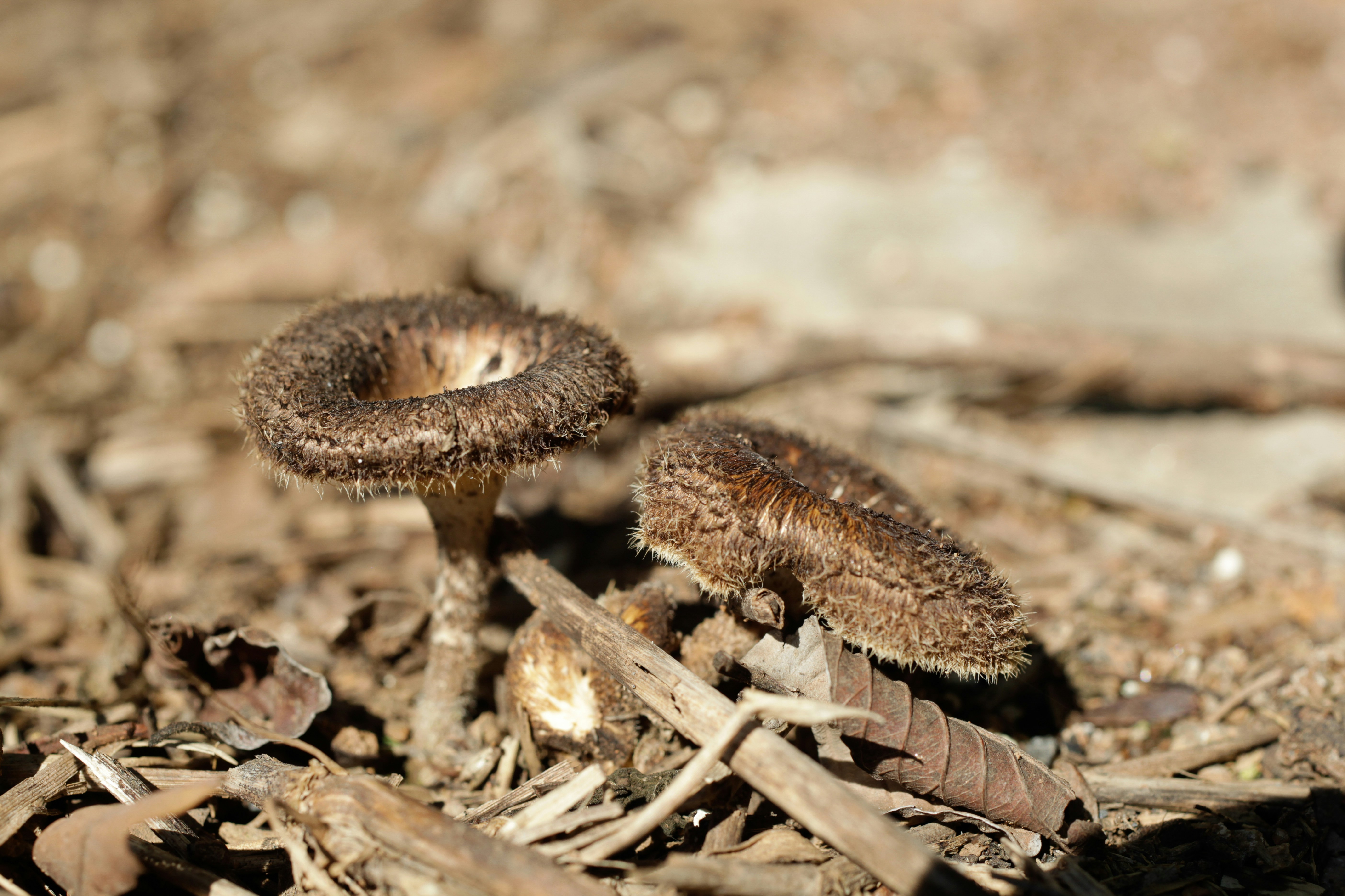 Tiny Ringed Mushrooms Guarding Sunlit Leaf Litter