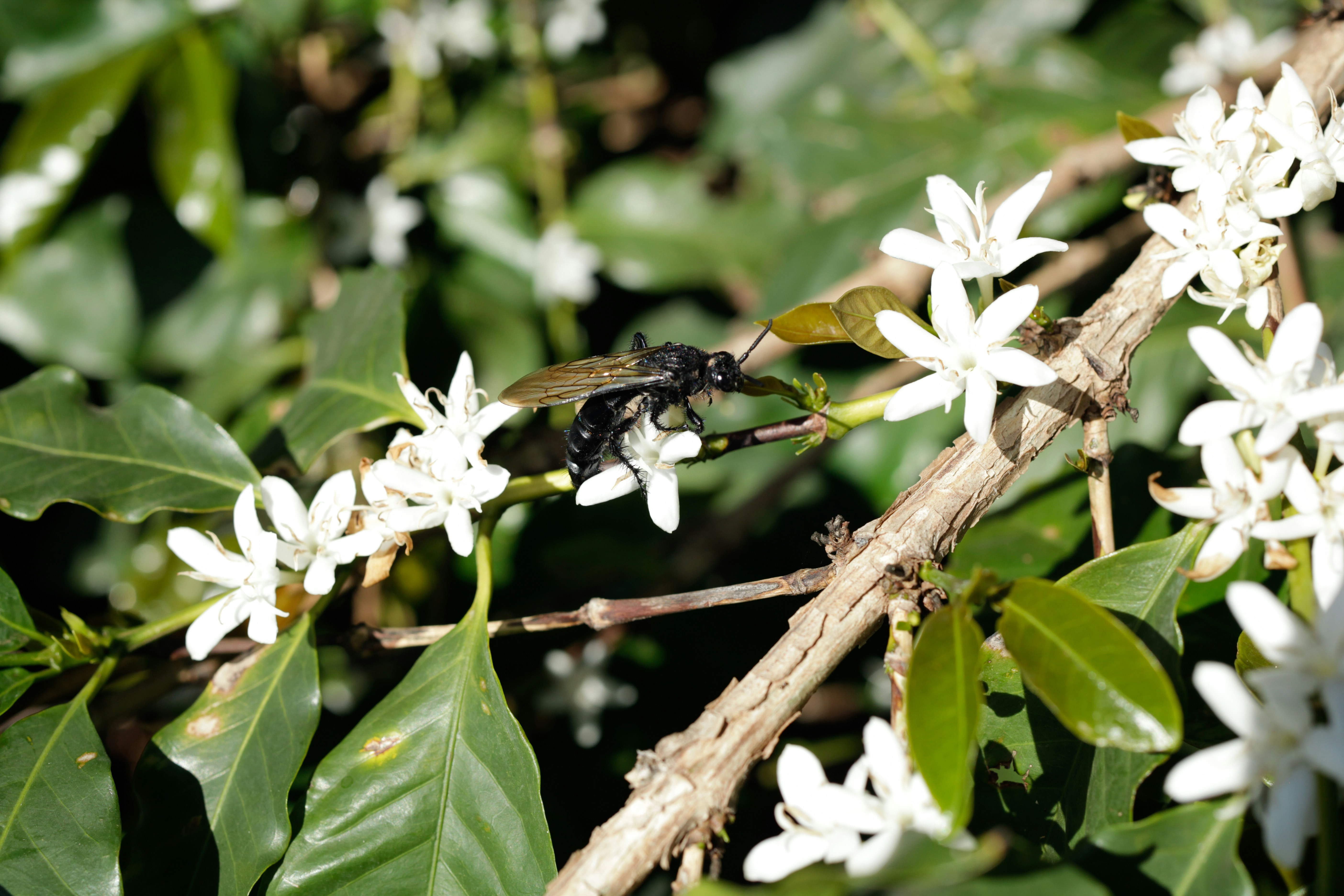 Midday Visitor on White Jasmine: A Dark Insect Among Starry Blooms