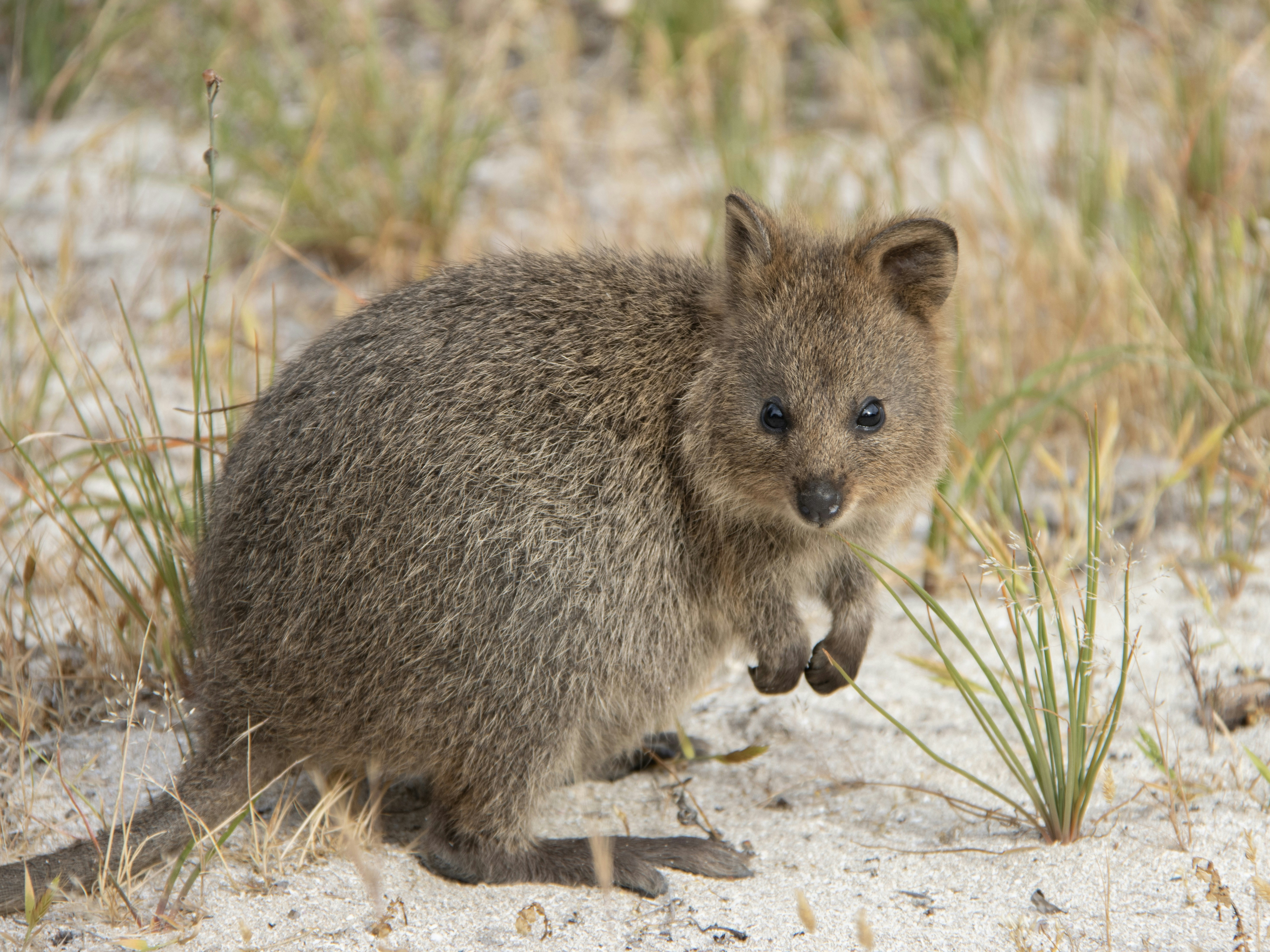 Quokka Animal Pictures | Download Free Images on Unsplash