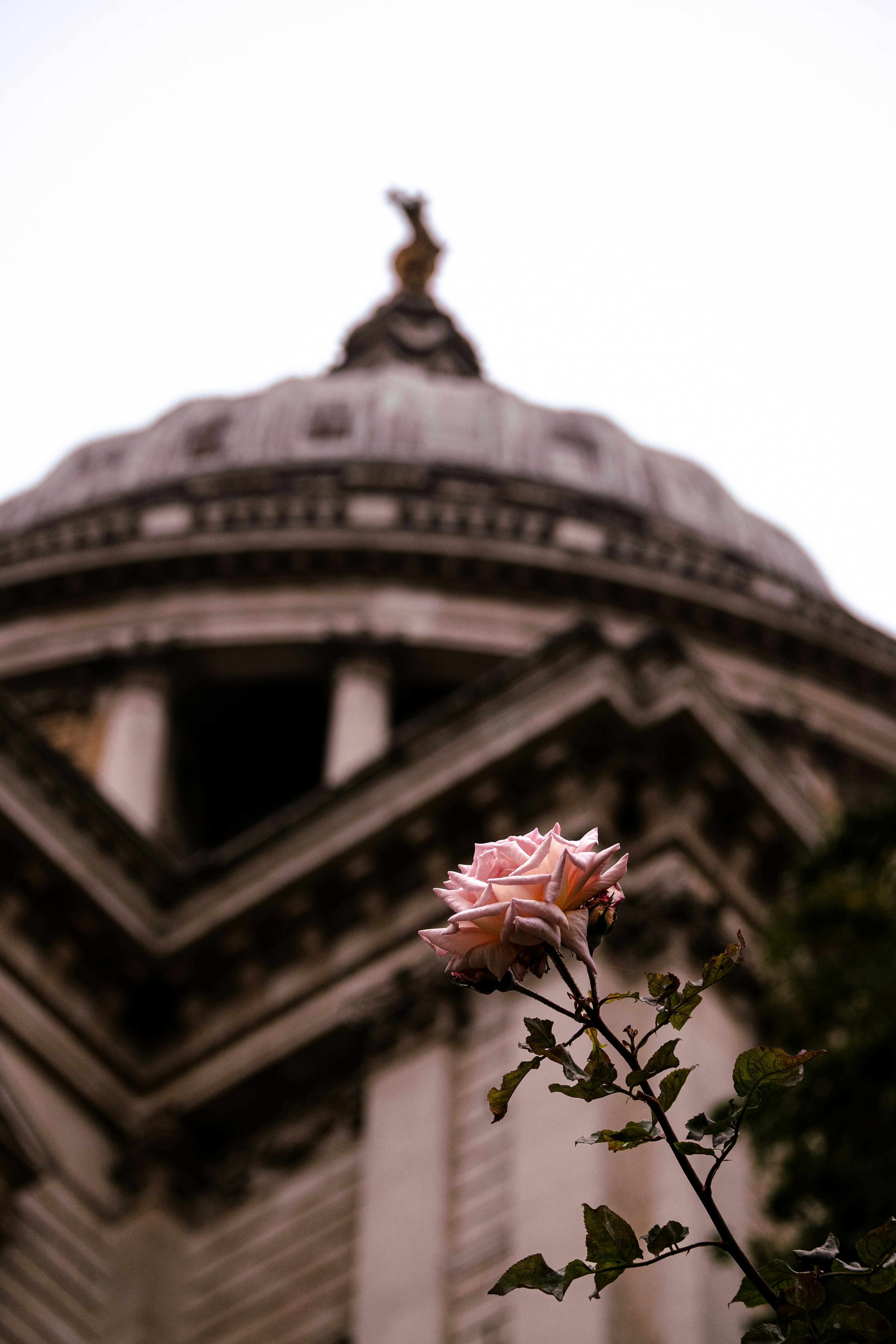 A rose in front of a building with a dome photo – Free Flower Image on ...