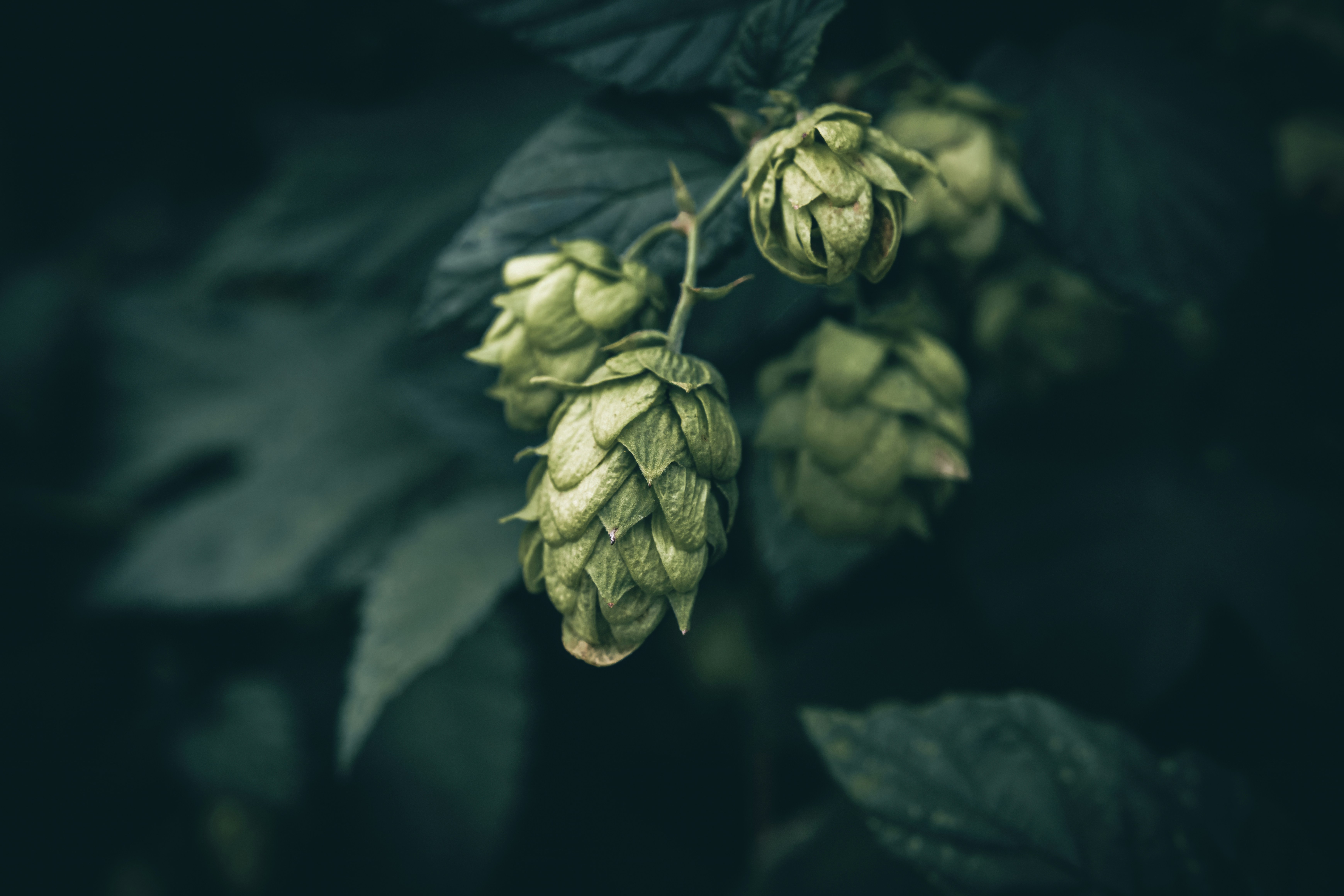 Moonlit Hop Cones: a Quiet Macro of Pale Green Buds in Deep Shadow