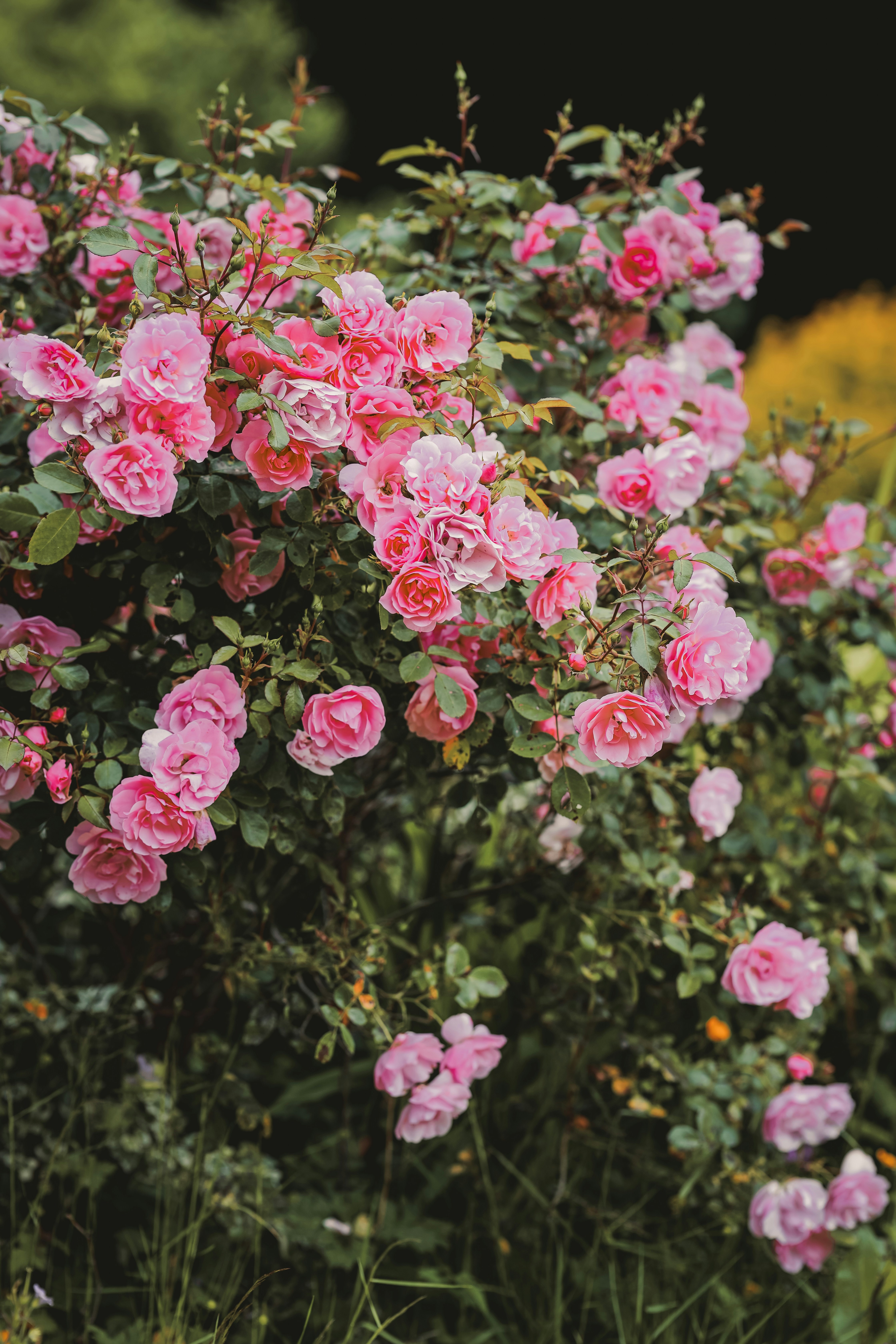 Photo by Ibrahim guetar with Canon EOS R