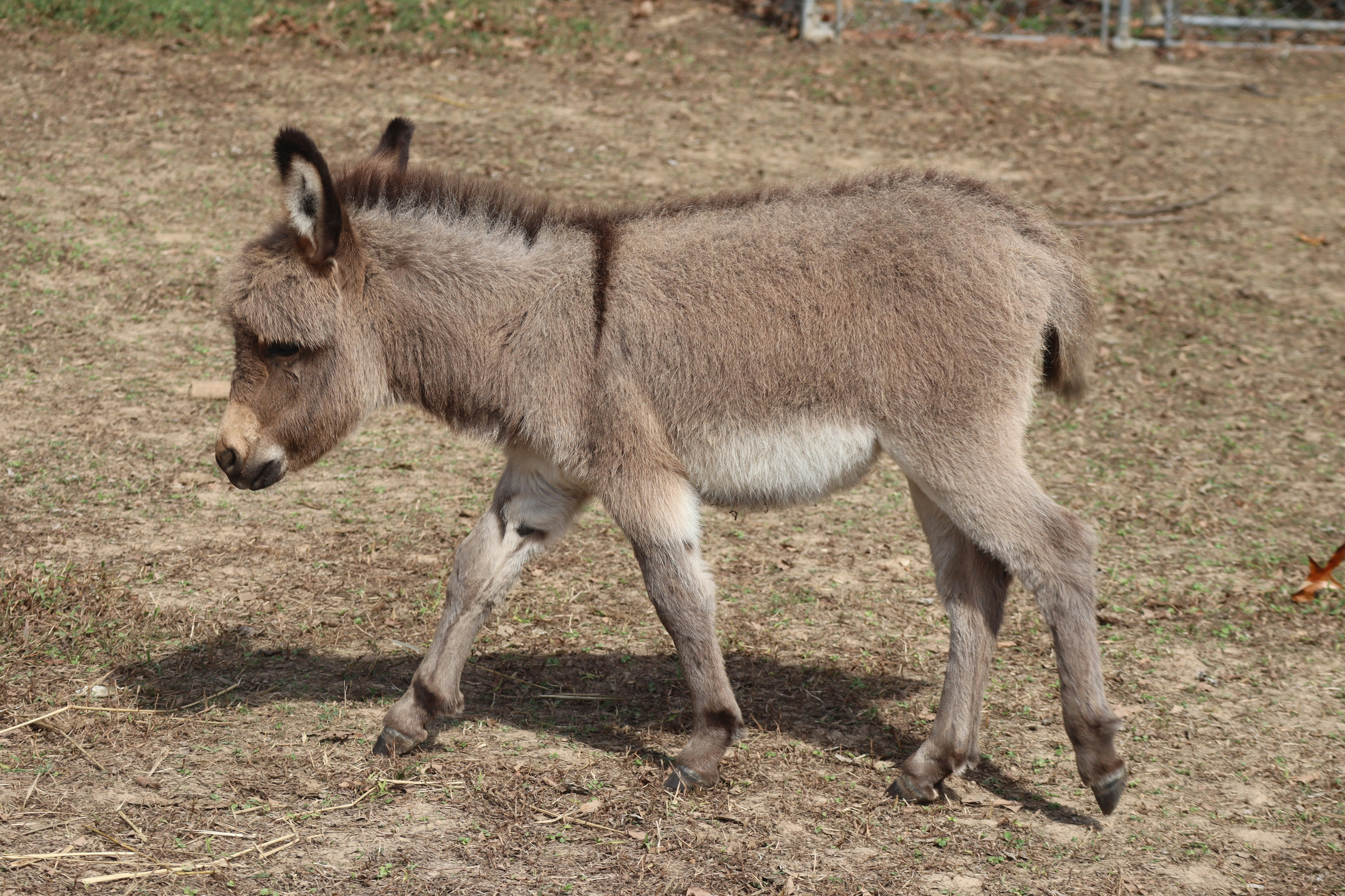 A small donkey walking across a dry grass field photo – Free Animal ...