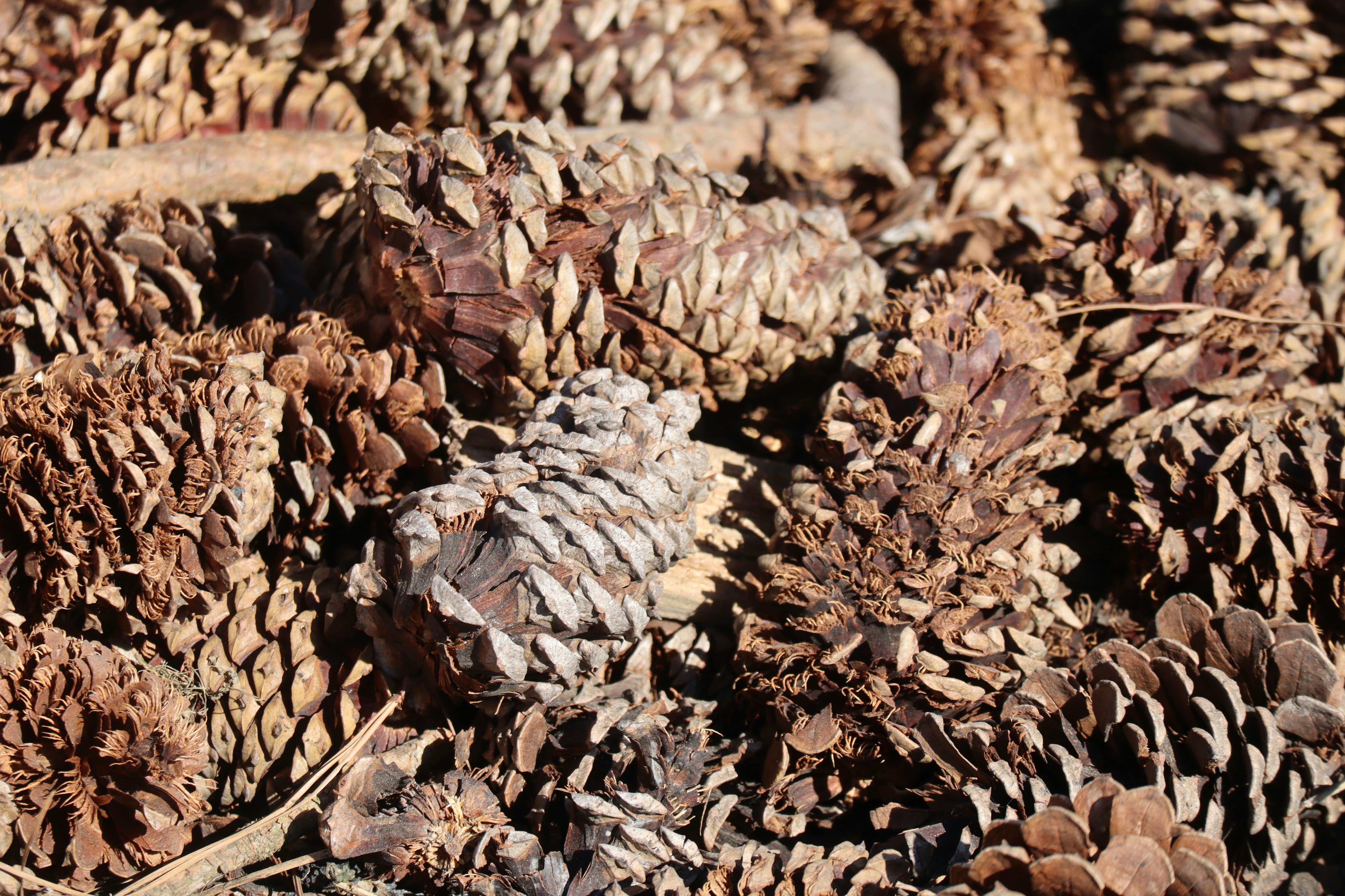 Sunlit Pinecone Mosaic: Close-Up of Textured Scales